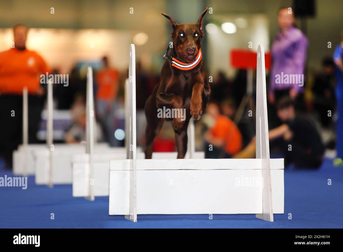 Brown dog jumps over white barrier at dogshow - demonstration of ...