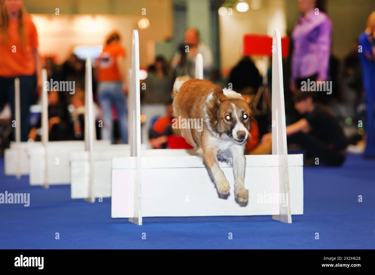 Dog jumps over white barrier at dogshow - demonstration of training ...