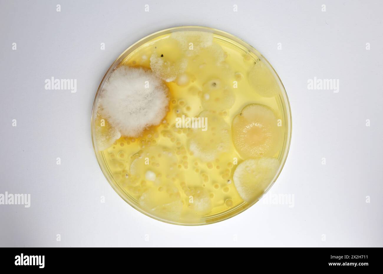 Mould test petri dish culture medium with spore colonies for measuring ...