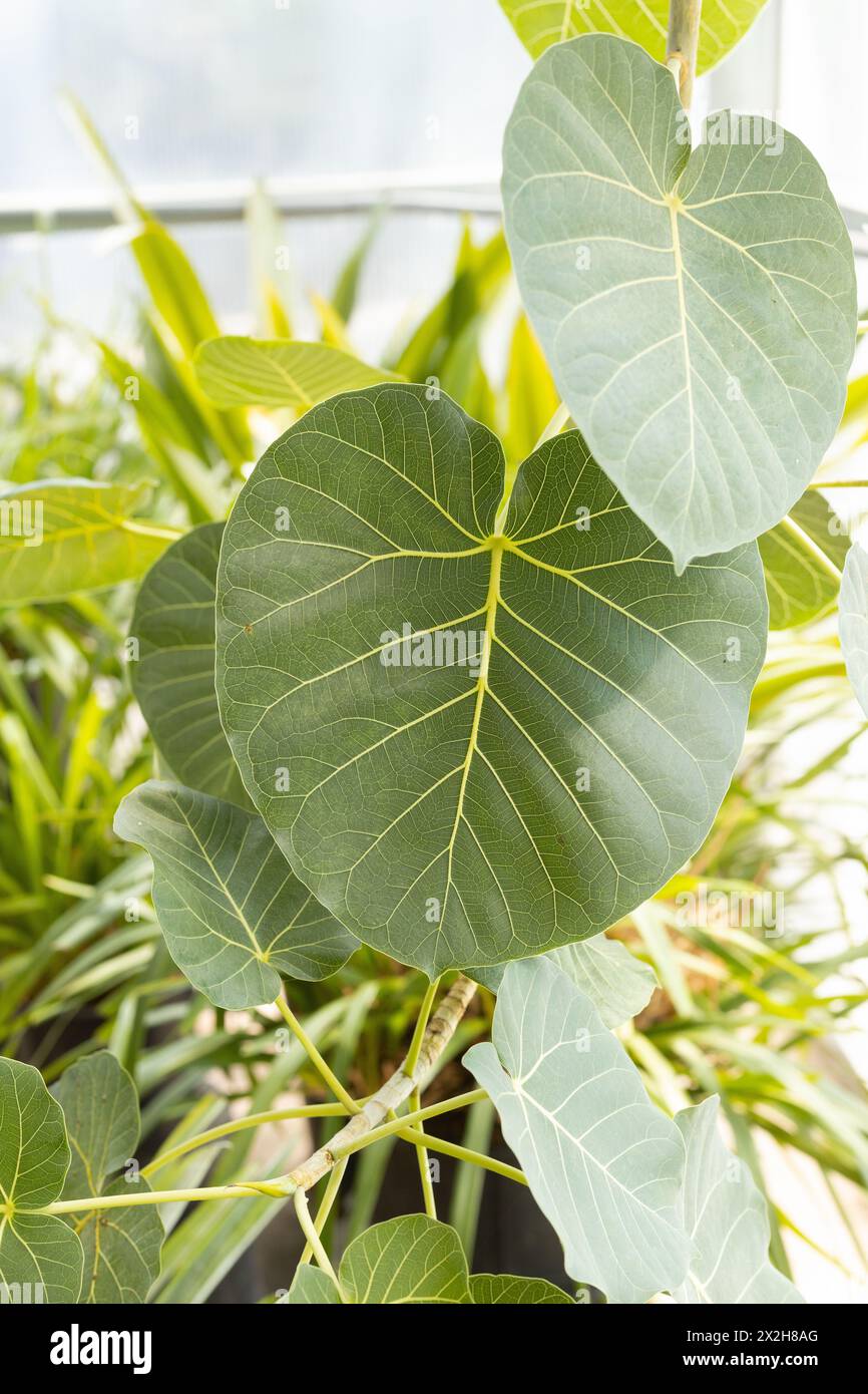 Dioscorea discolor - ornamental yam plant Stock Photo - Alamy