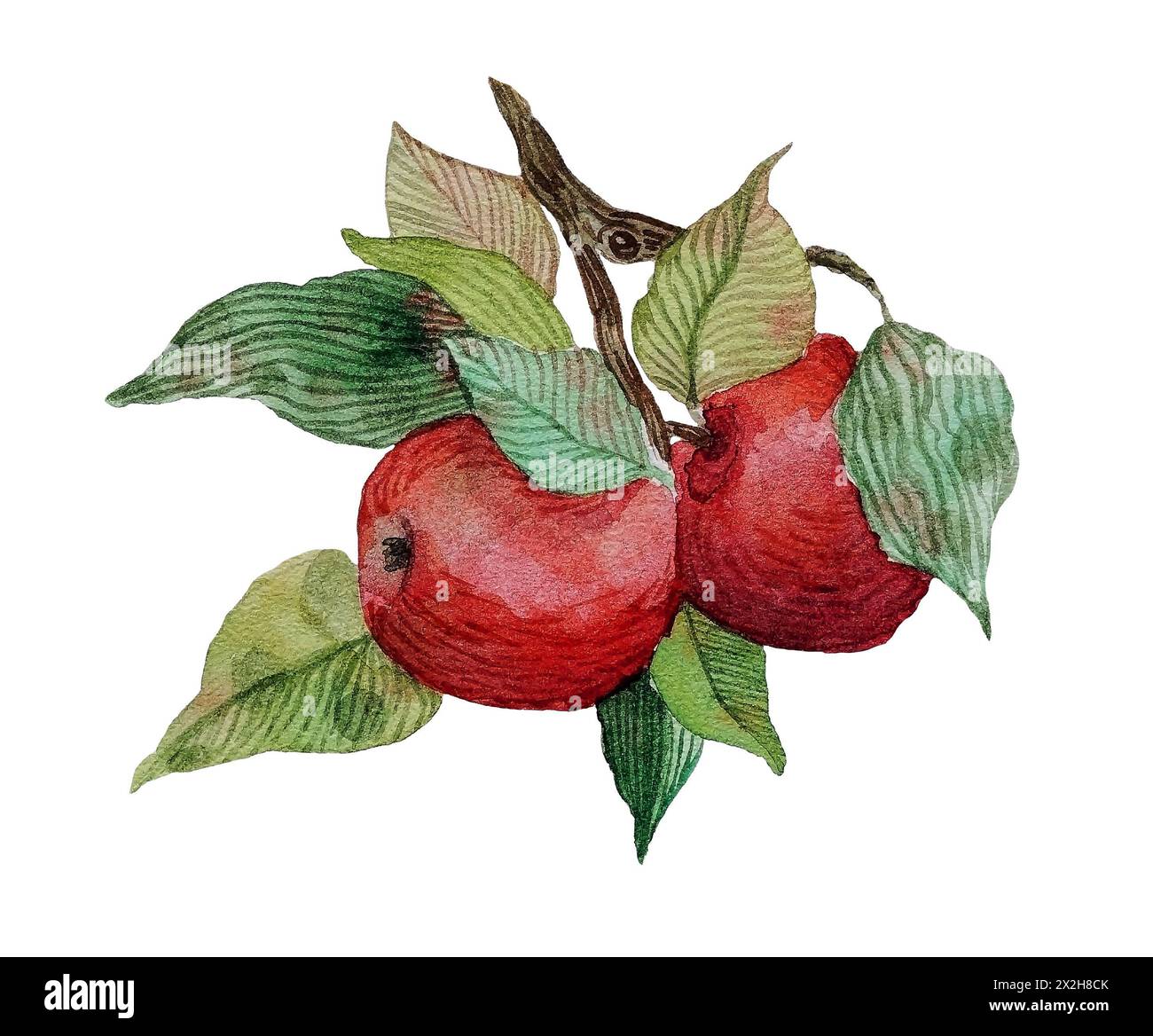 Watercolor branch with red apples and green leaves. Stylized hand drawn ...