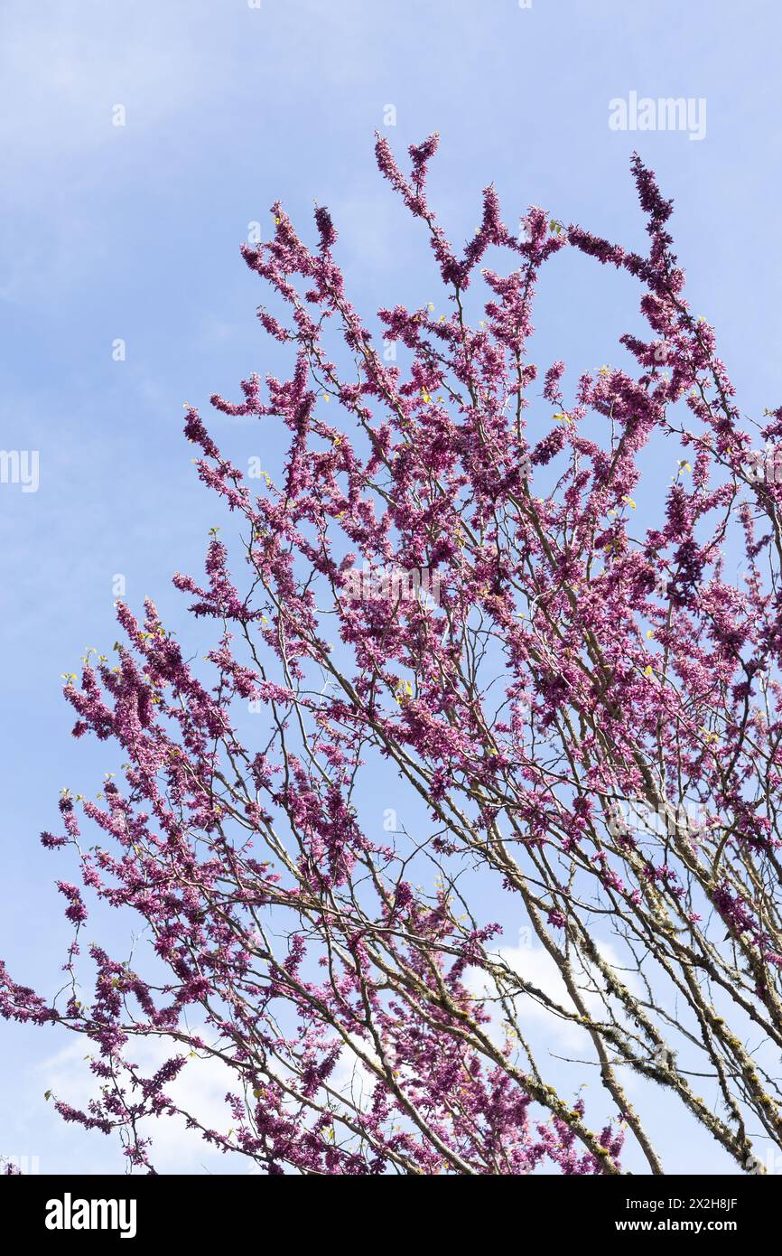 Avondale hi-res stock photography and images - Alamy