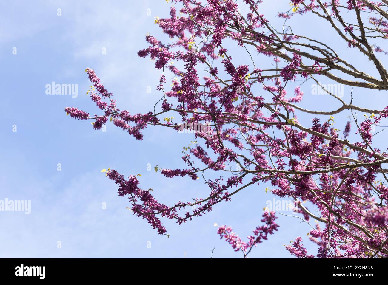 Avondale hi-res stock photography and images - Alamy