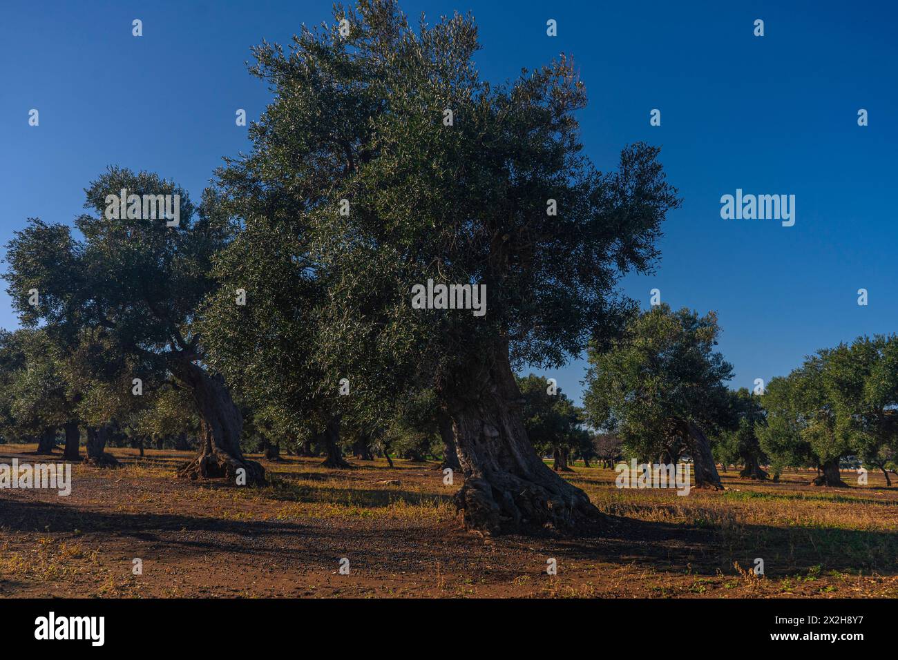 Traditional olive tree plantation in the countryside of Polignano a ...