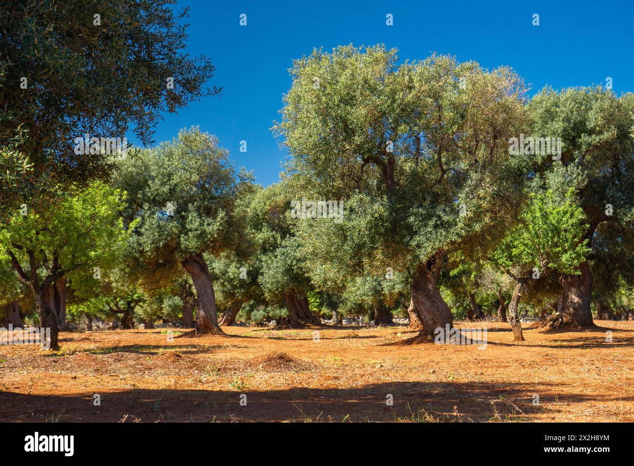 Traditional olive tree plantation in the countryside of Polignano a ...