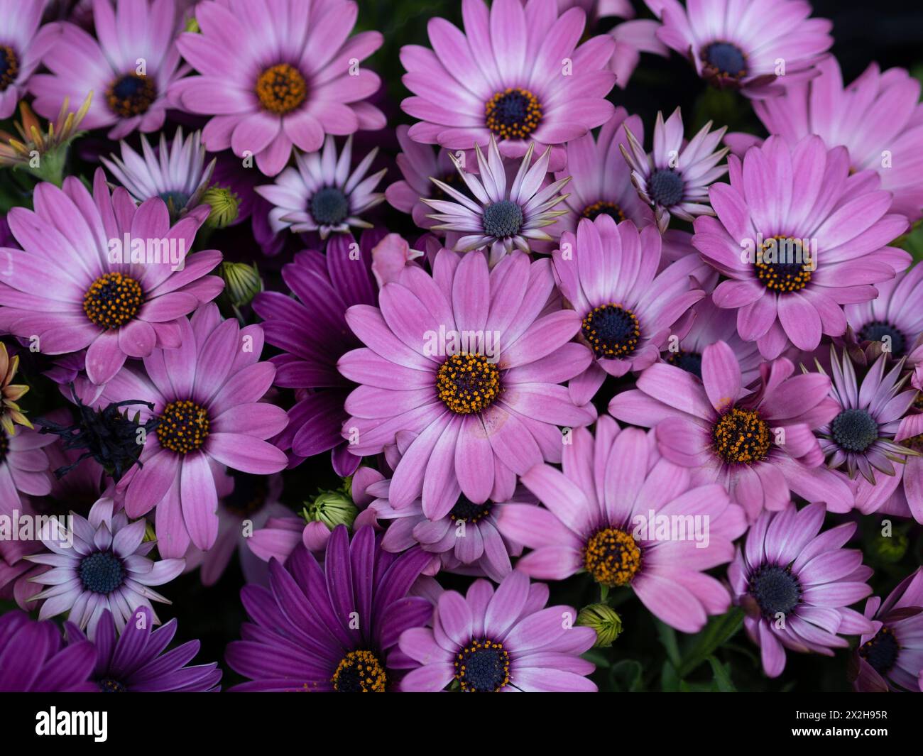 Brightly colored daisies to use as a background in photographs Stock ...