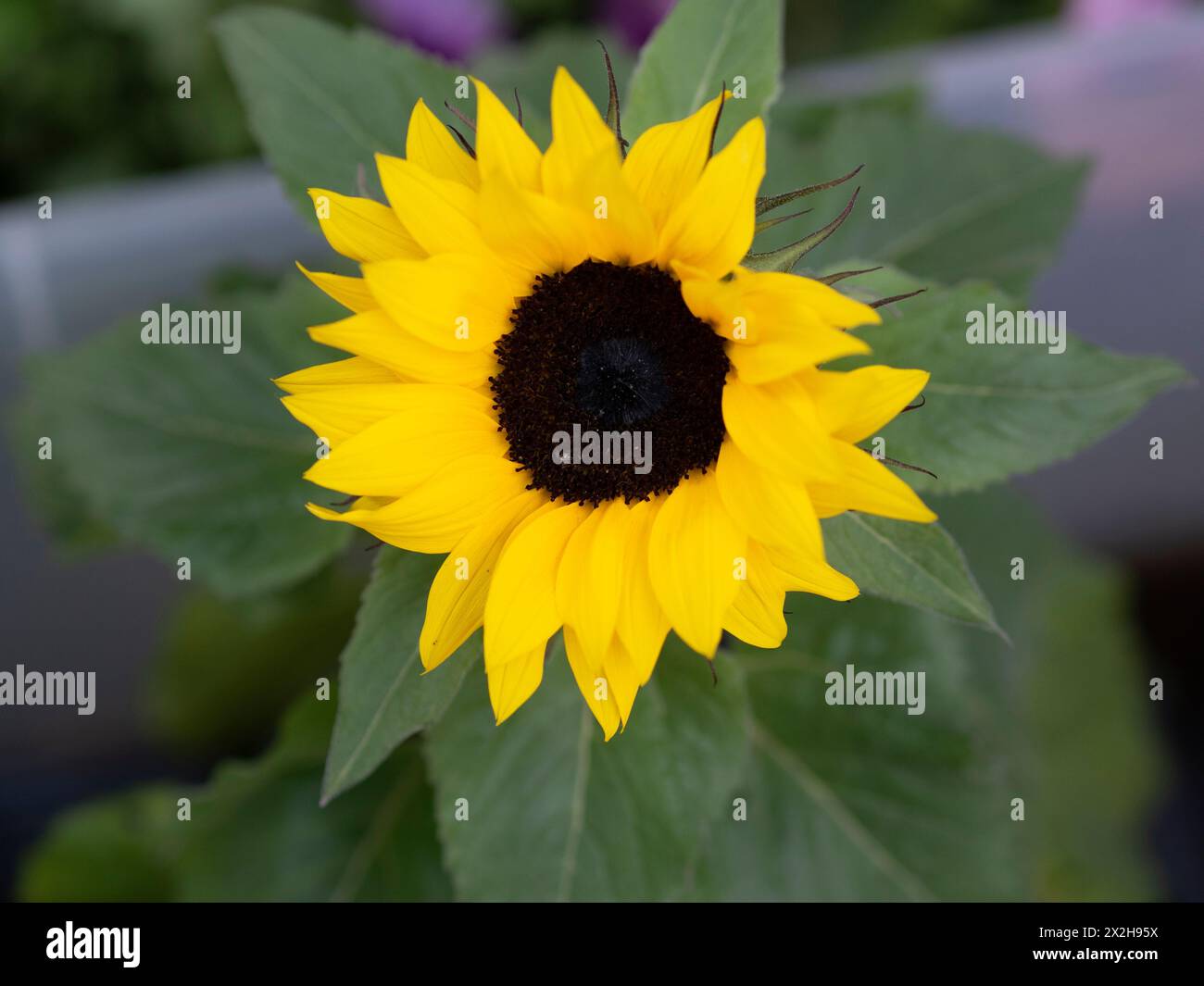 Sunflower flower with vivid colors Stock Photo - Alamy