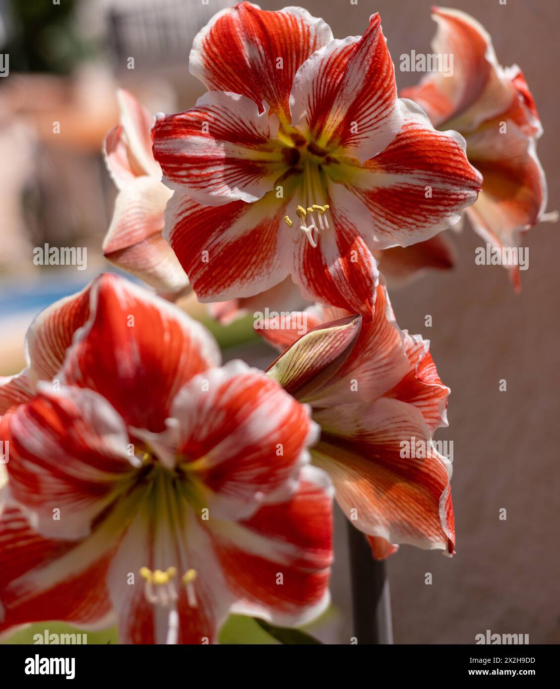 Fancy flower hi-res stock photography and images - Alamy
