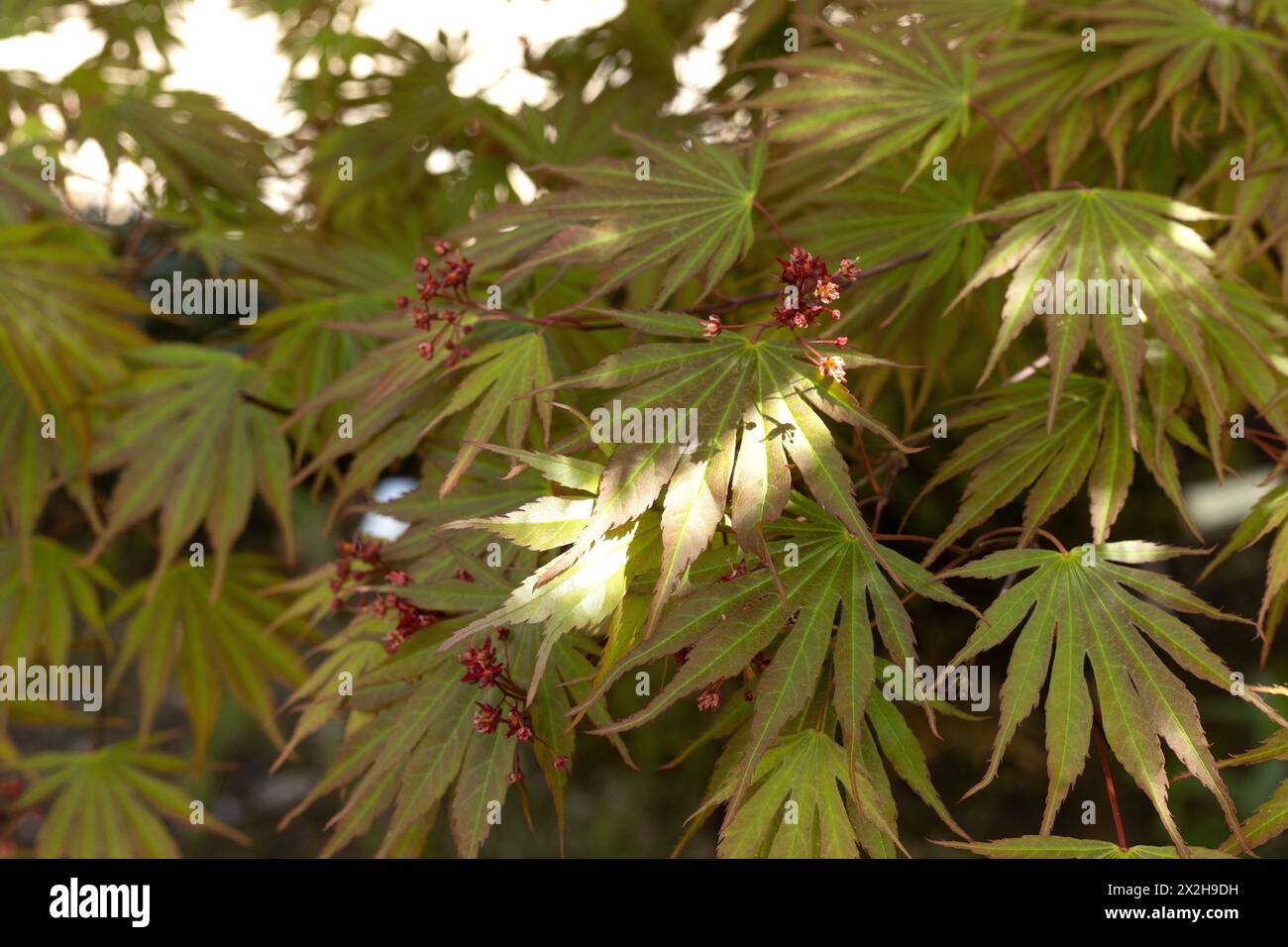 Acer shirasawanum 'Sensu' hybrid upright Japanese maple tree close up ...
