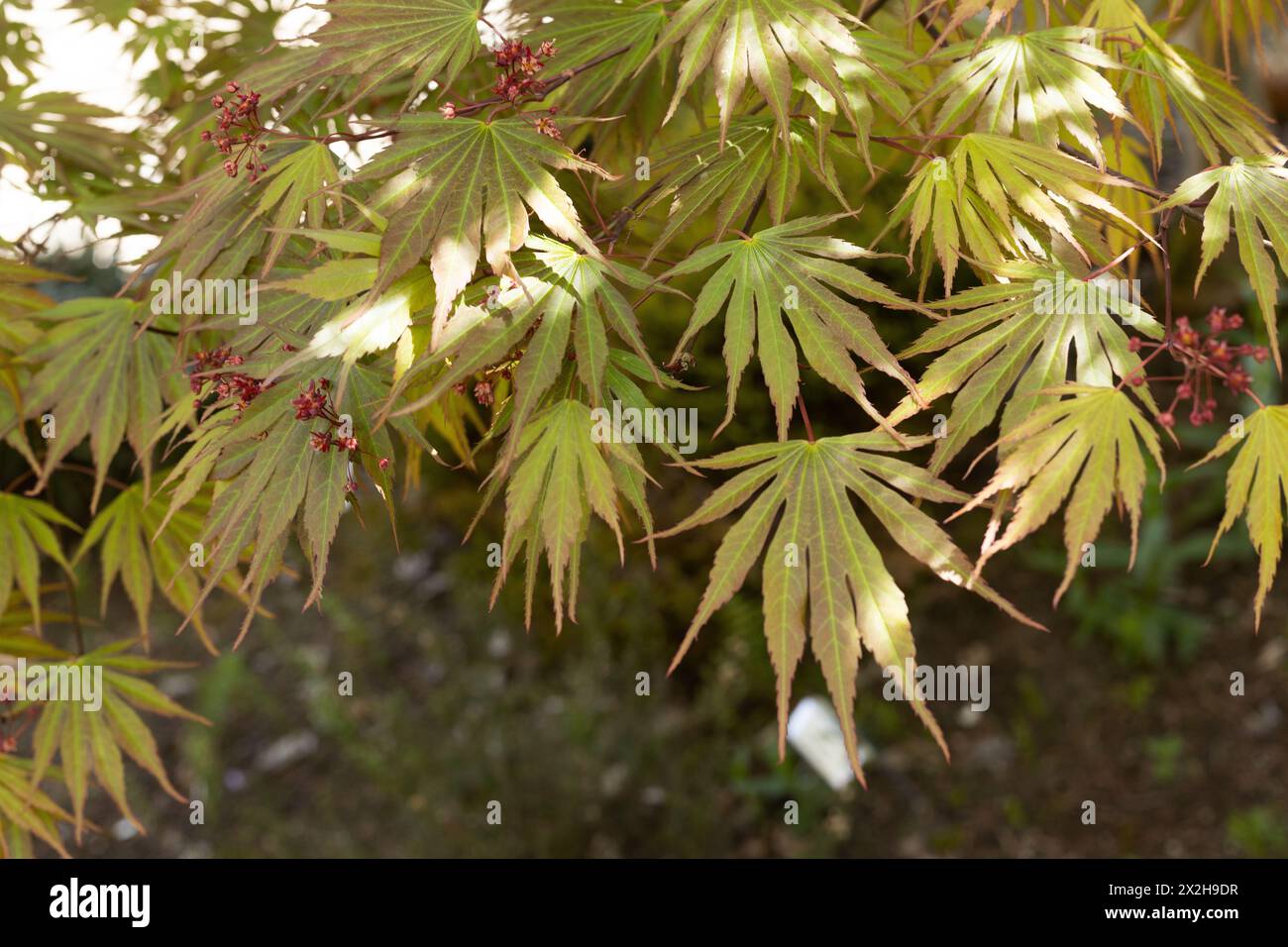 Acer shirasawanum 'Sensu' hybrid upright Japanese maple tree close up ...