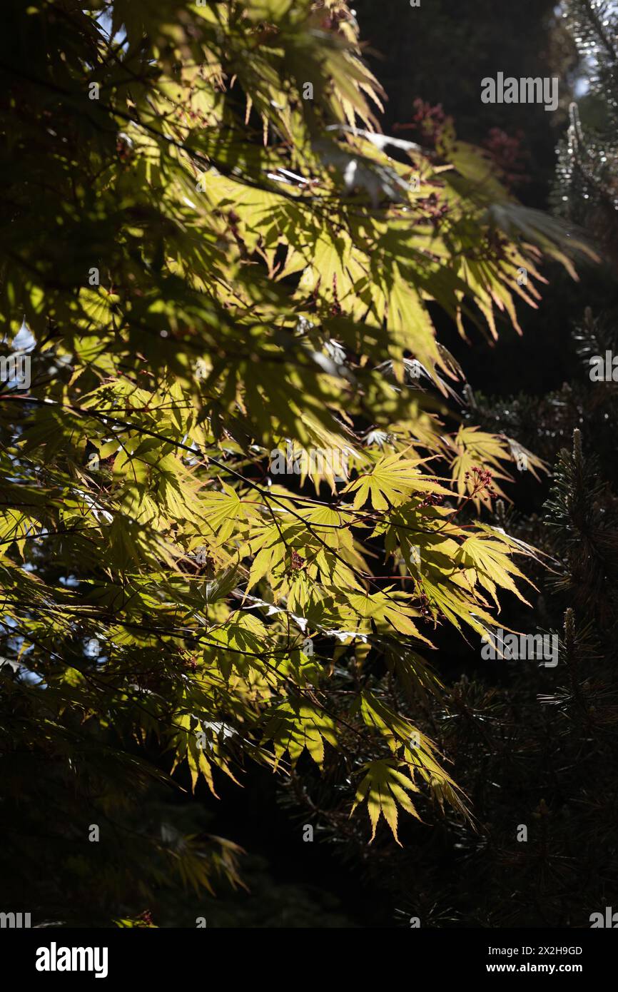 Acer shirasawanum 'Sensu' hybrid upright Japanese maple tree close up ...