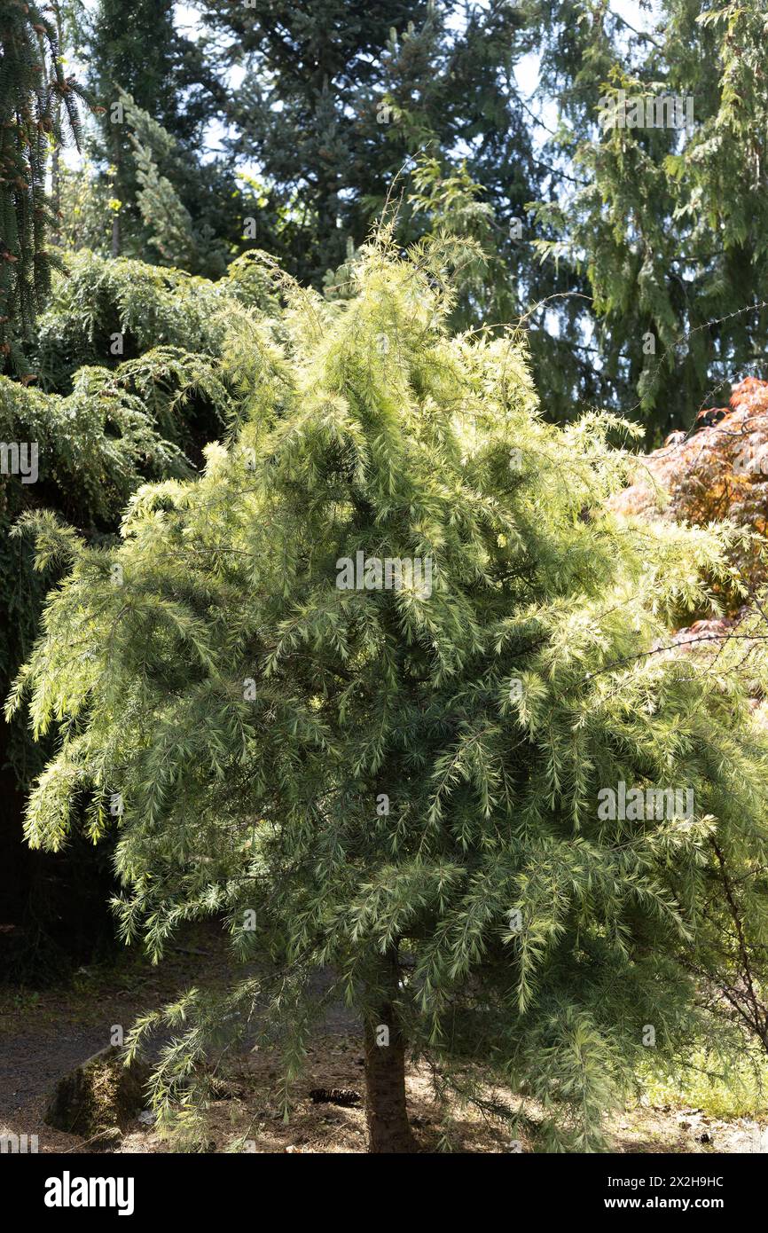 Cedrus deodara 'snow sprite' Himalayan cedar tree, close up Stock Photo ...