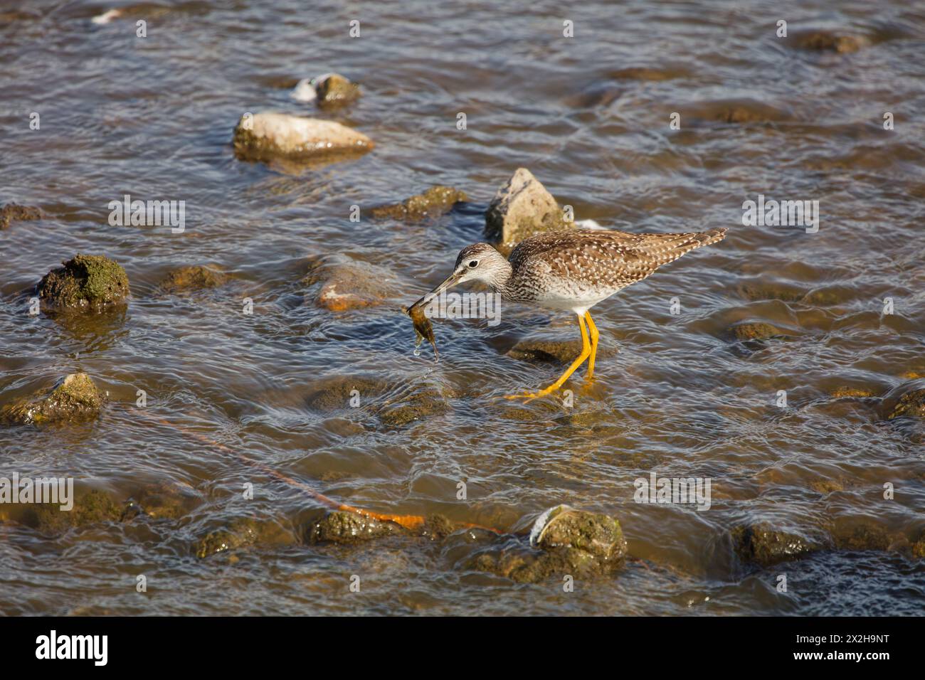Lesser Yellowleg (Tringa flavipes) on the river Stock Photo - Alamy