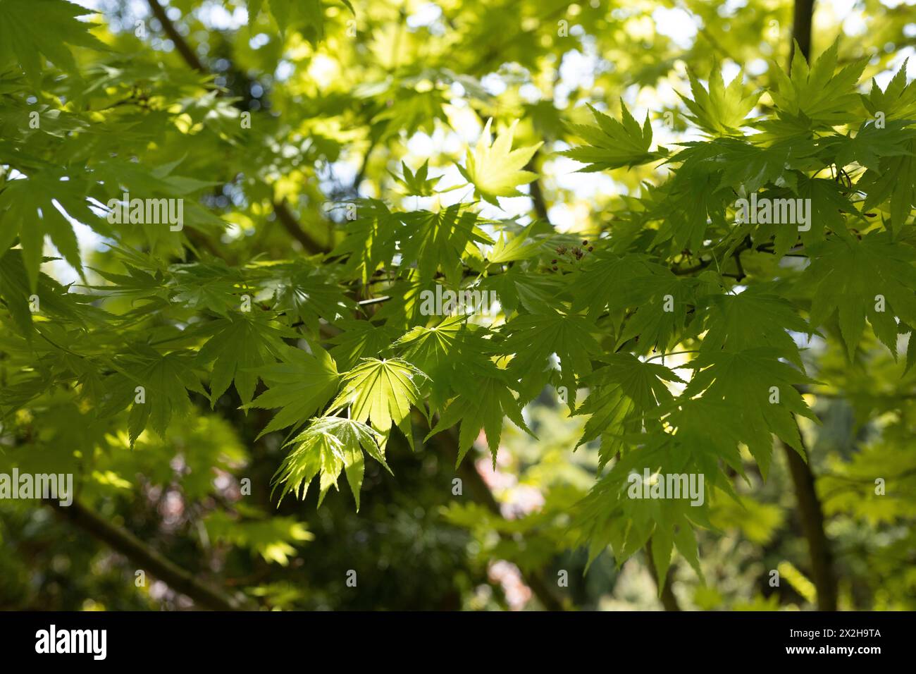 Acer shirasawanum 'Jordan' full moon maple tree Stock Photo - Alamy