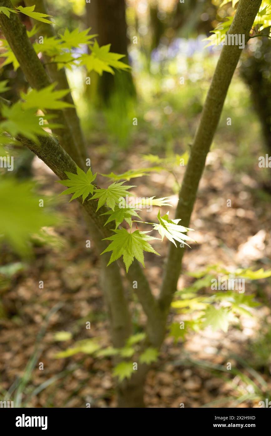 Full moon acer hi-res stock photography and images - Alamy