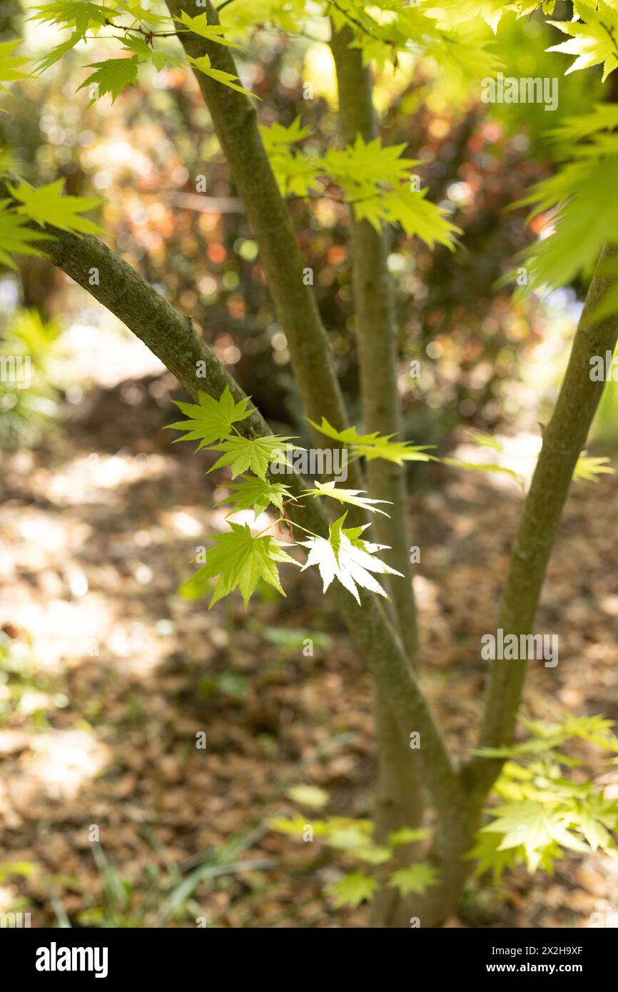 Acer shirasawanum 'Jordan' full moon maple tree Stock Photo - Alamy