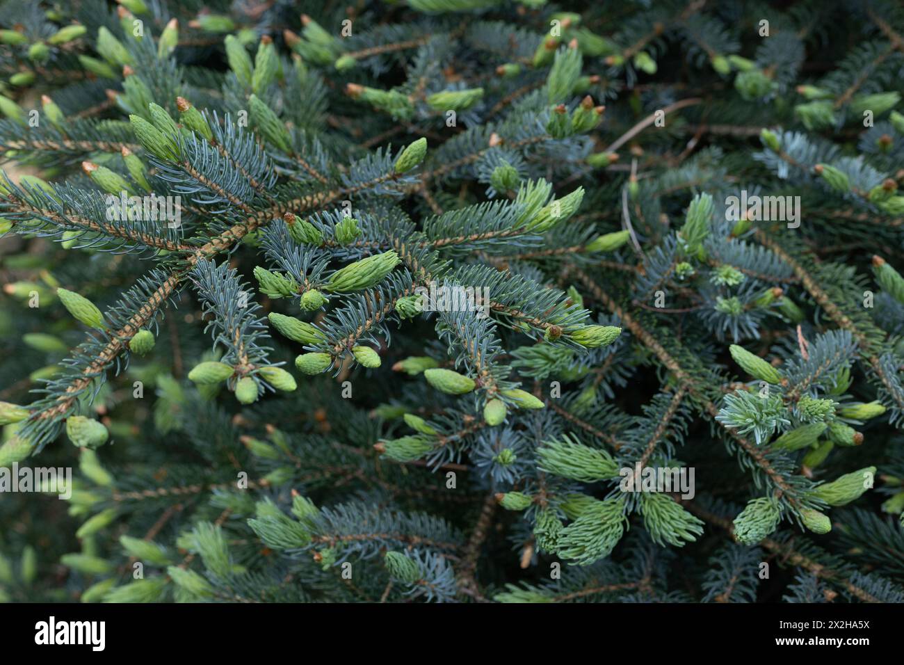 Picea alcoquiana 'Prostrata' - Alcock's spruce tree, close up Stock ...