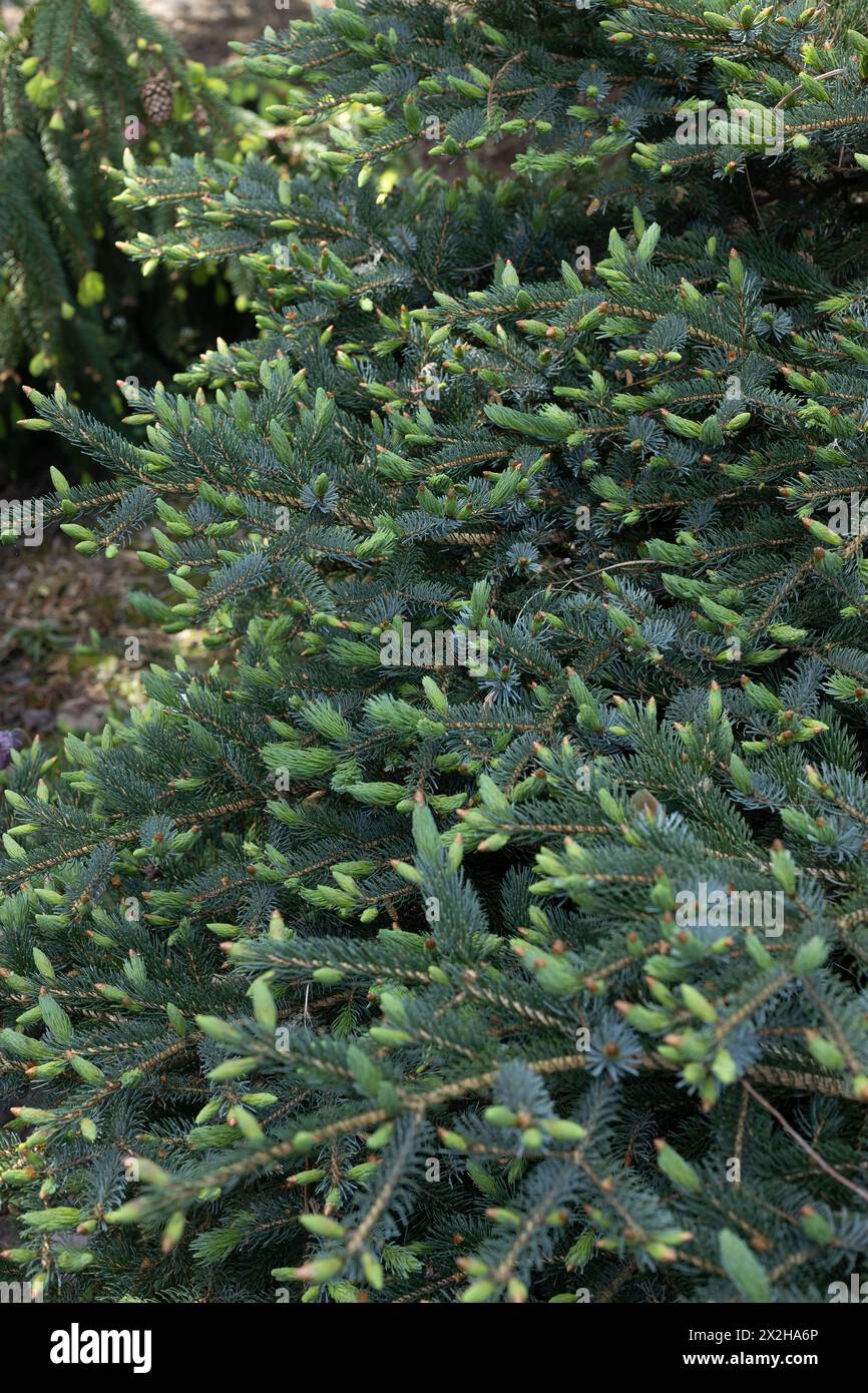Picea alcoquiana 'Prostrata' - Alcock's spruce tree, close up Stock ...