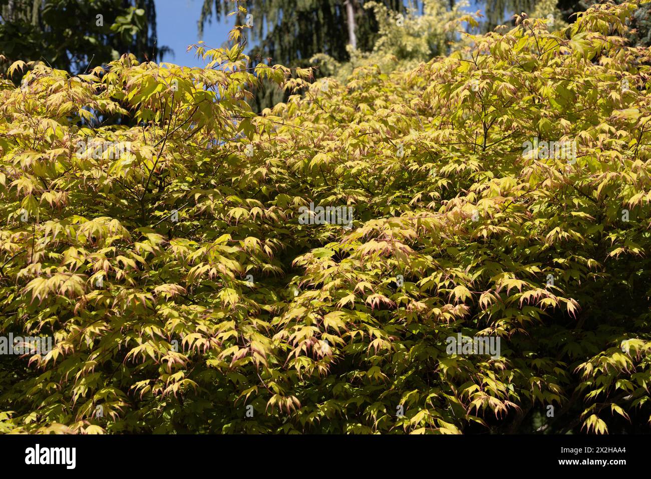 Acer palmatum 'Tsuma Gaki' Japanese maple tree, close up Stock Photo ...