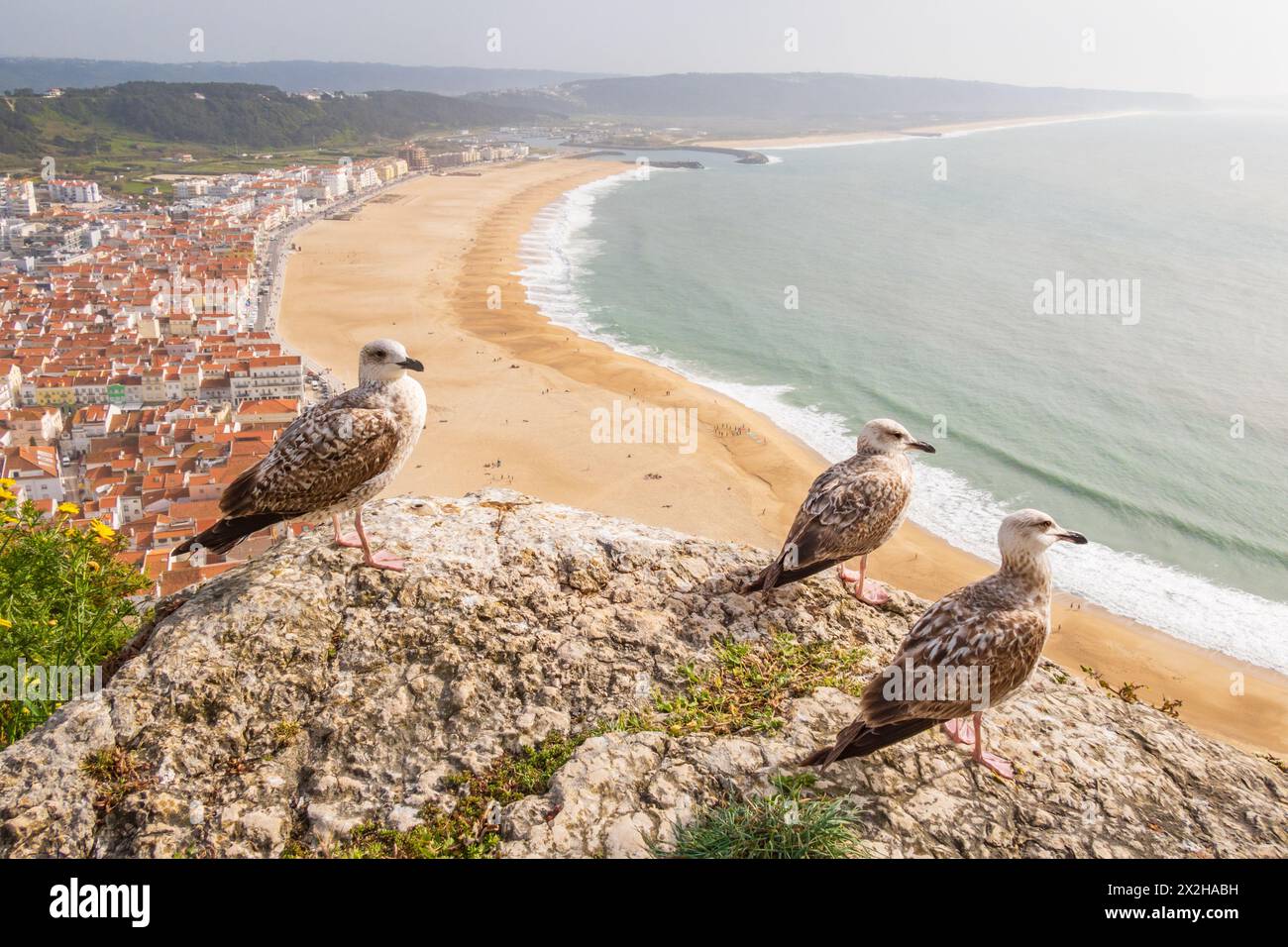Aerial view of Nazaré town and the Atlantic ocean observed by yellow ...
