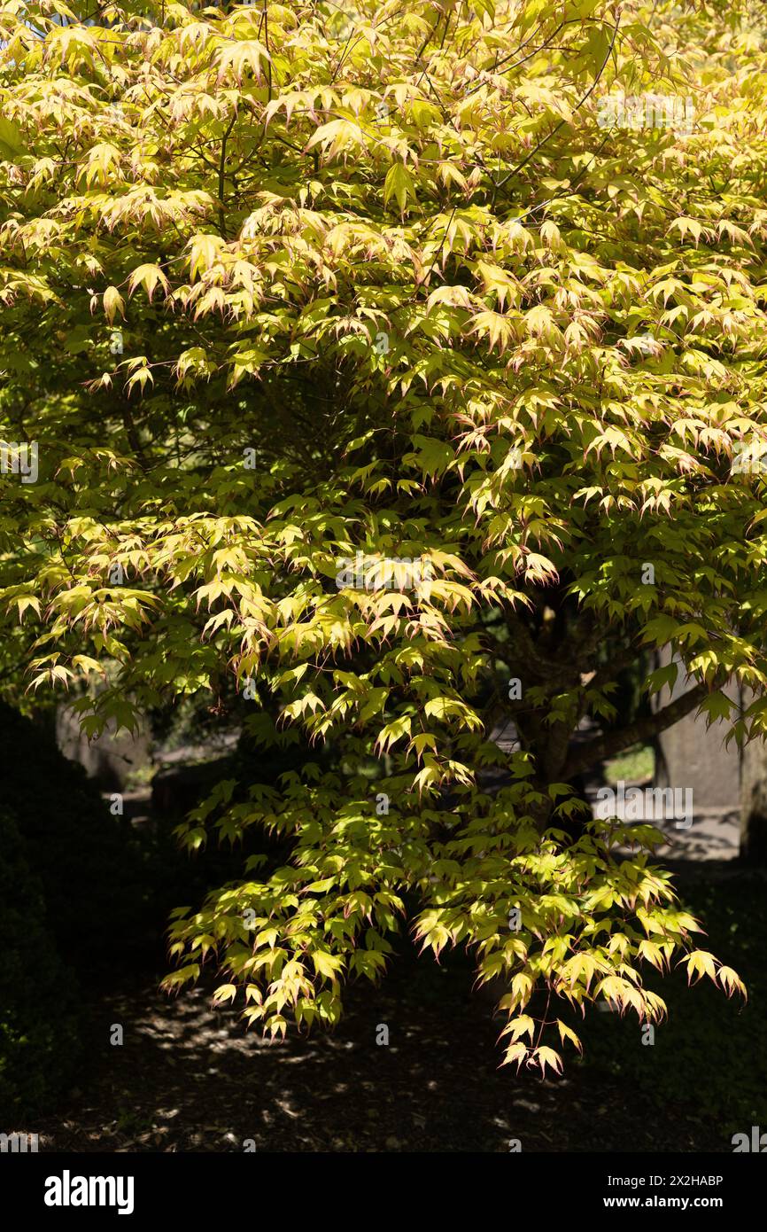 Acer palmatum 'Tsuma Gaki' Japanese maple tree, close up Stock Photo ...