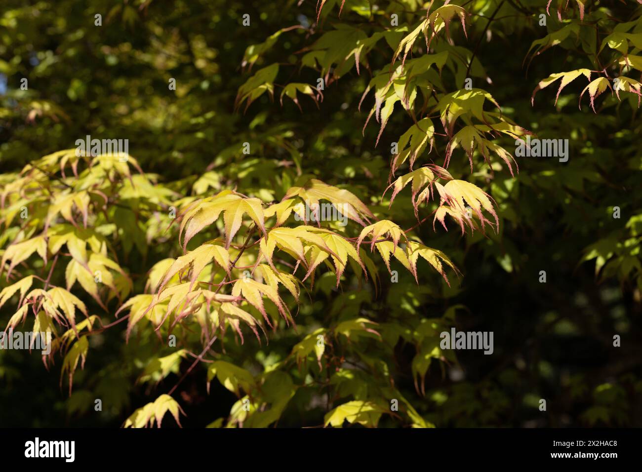 Acer palmatum 'Tsuma Gaki' Japanese maple tree, close up Stock Photo ...