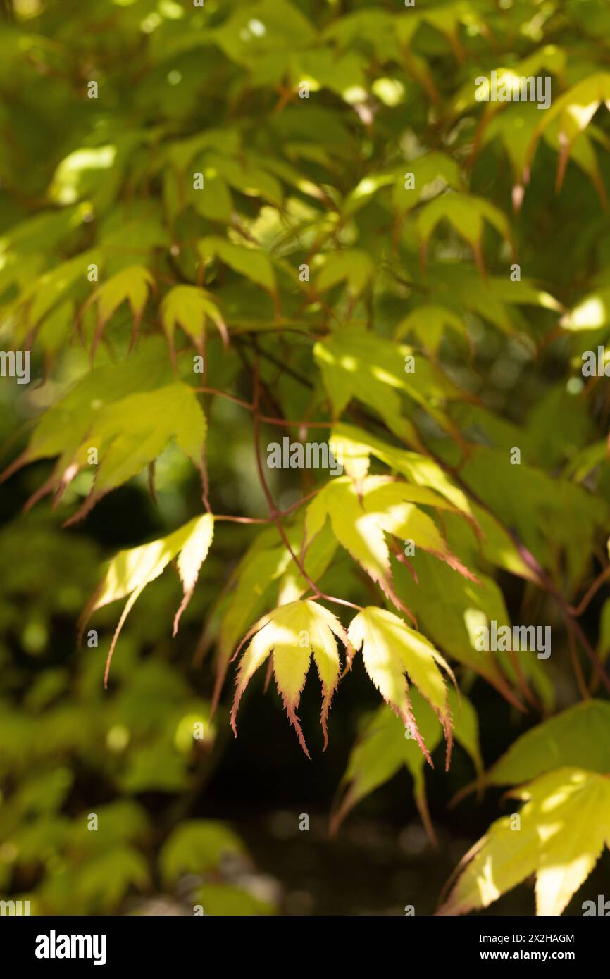 Acer palmatum 'Tsuma Gaki' Japanese maple tree, close up Stock Photo ...