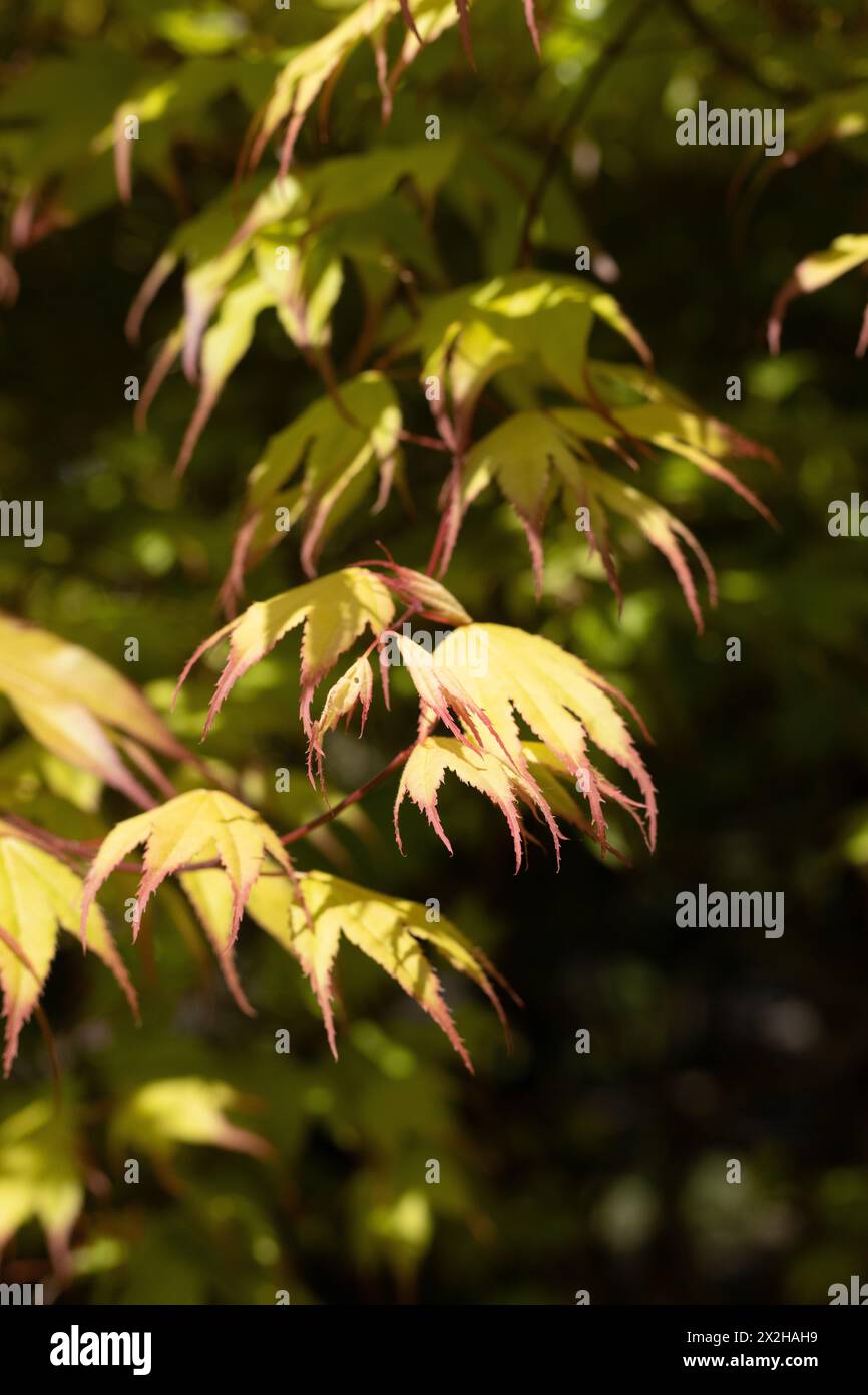 Acer palmatum 'Tsuma Gaki' Japanese maple tree, close up Stock Photo ...
