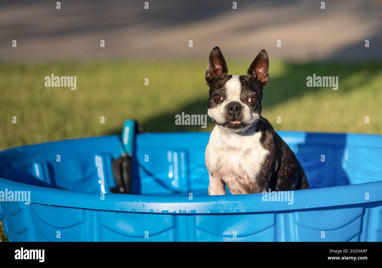 Boston Terrier dog cooling off in a plastic kids wading pool Stock ...