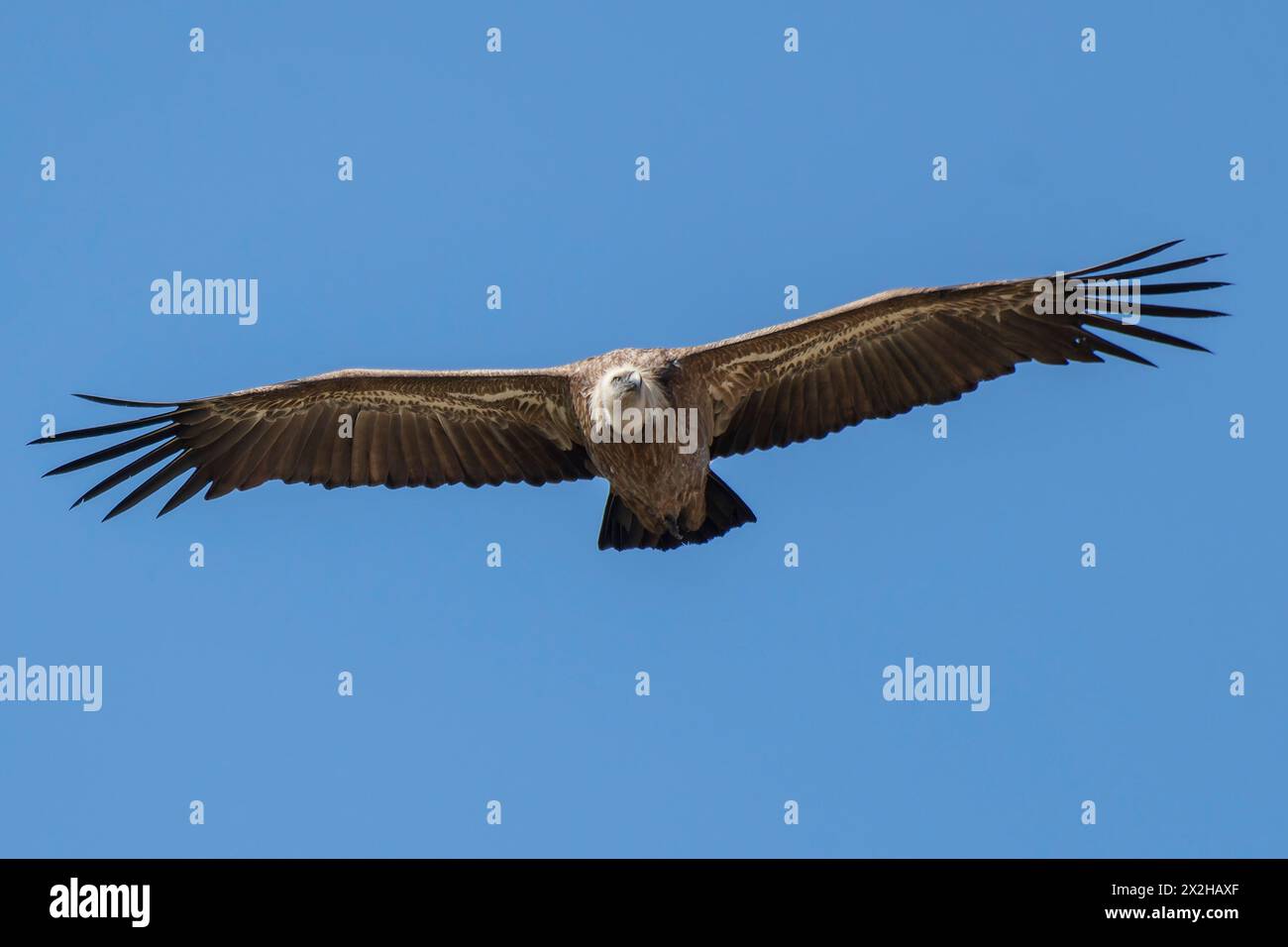Griffon Vulture. Large Mountain Raptor that cleans the Mountains of ...