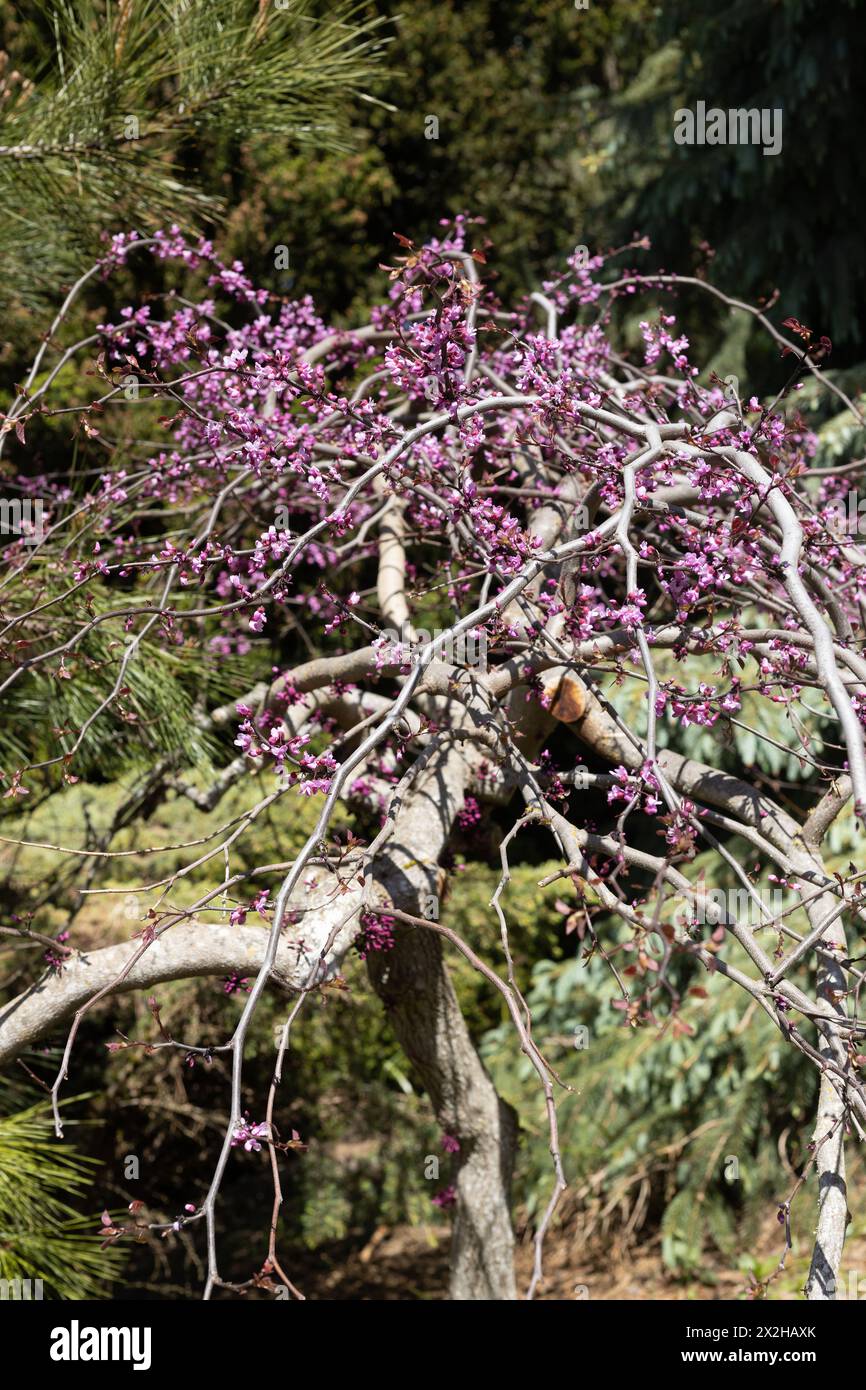 Cercis canadensis 'Ruby Falls' weeping redbud tree in spring Stock ...