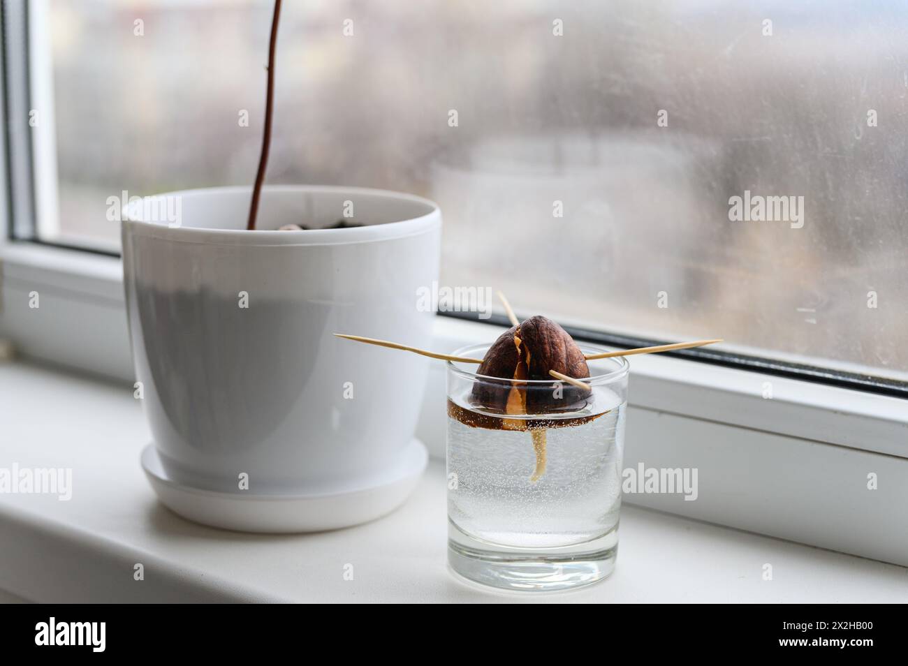Young avocado plant in a white pot, an avocado seed sprouting in a ...