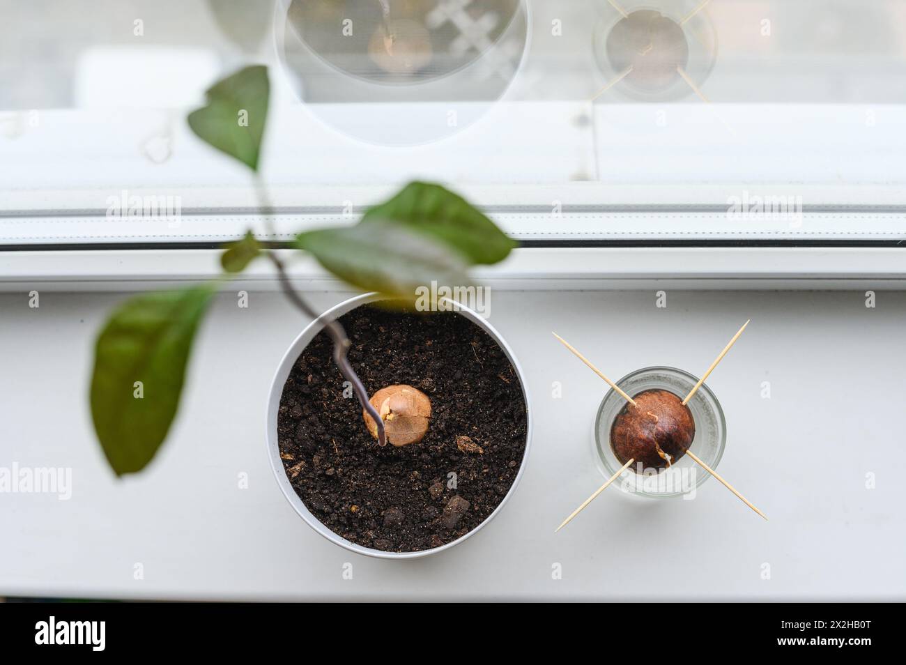 Young avocado plant in a white pot, an avocado seed sprouting in a ...