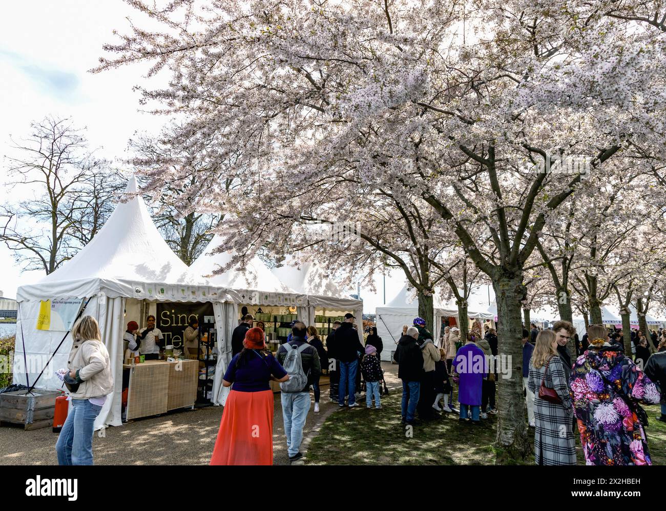 Cherry Blossom in Langelinie park. Crowd of people in the park at the ...