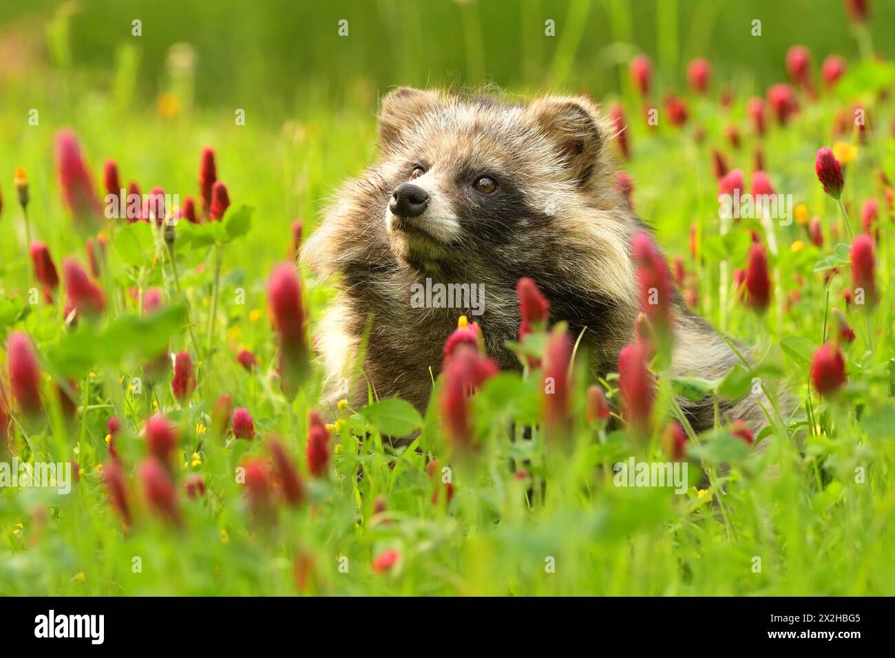 Common raccoon dog Nyctereutes procyonoides Chinese Asian field closeup ...