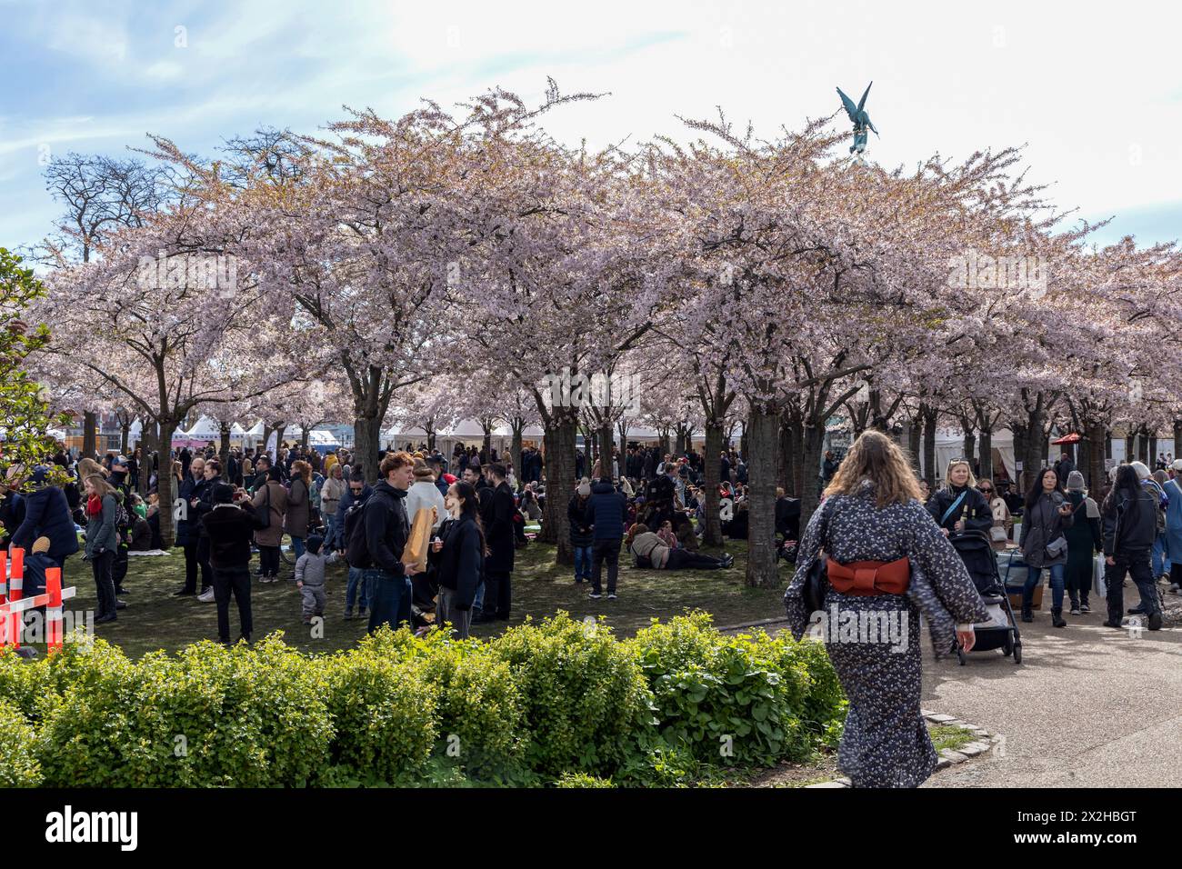 Cherry Blossom in Langelinie park. Crowd of people in the park at the ...