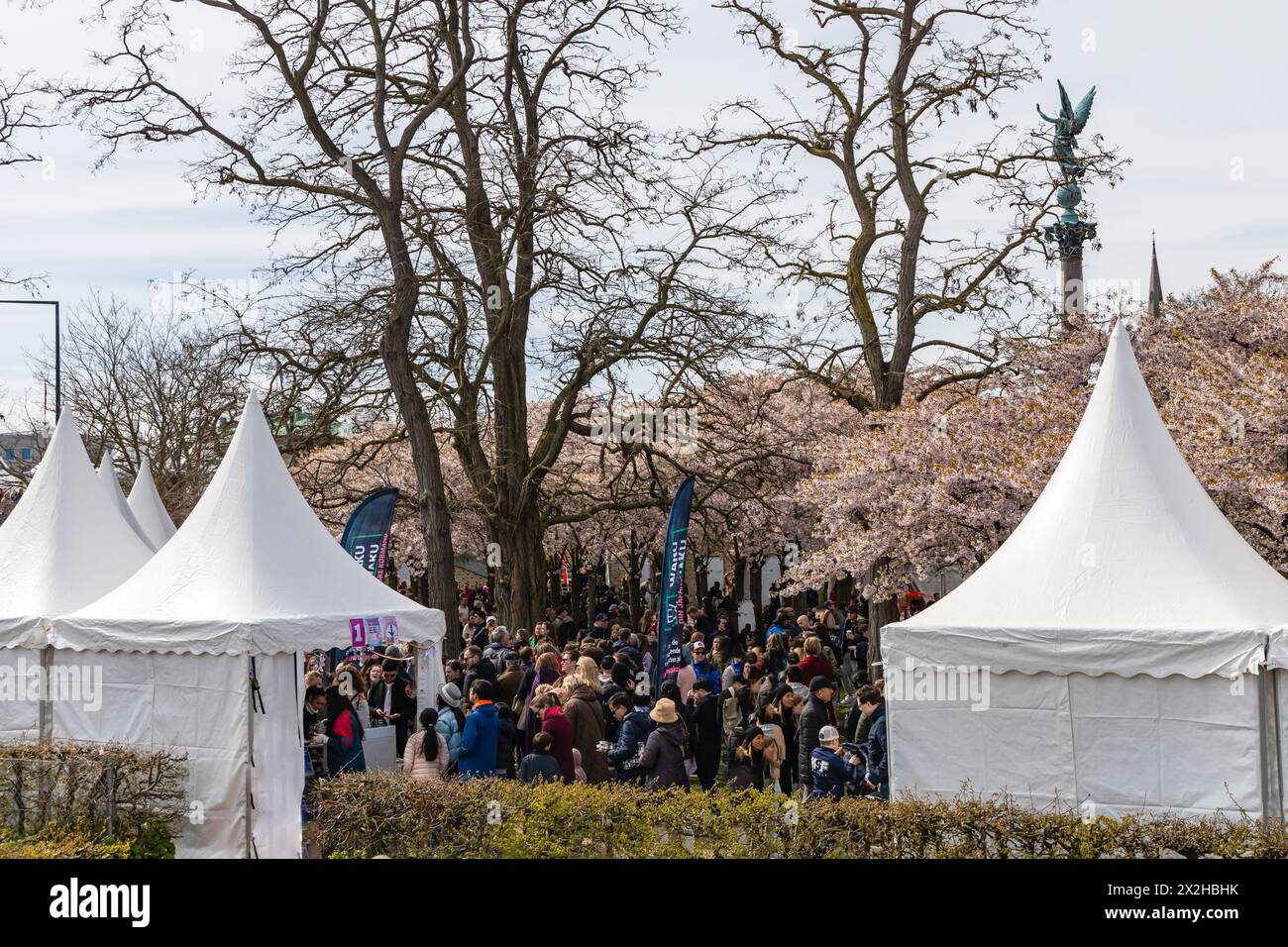 Cherry Blossom in Langelinie park. Crowd of people in the park at the ...