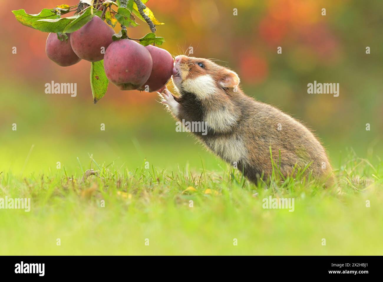 European hamster Cricetus cricetus rodent eurasian black-bellied common ...