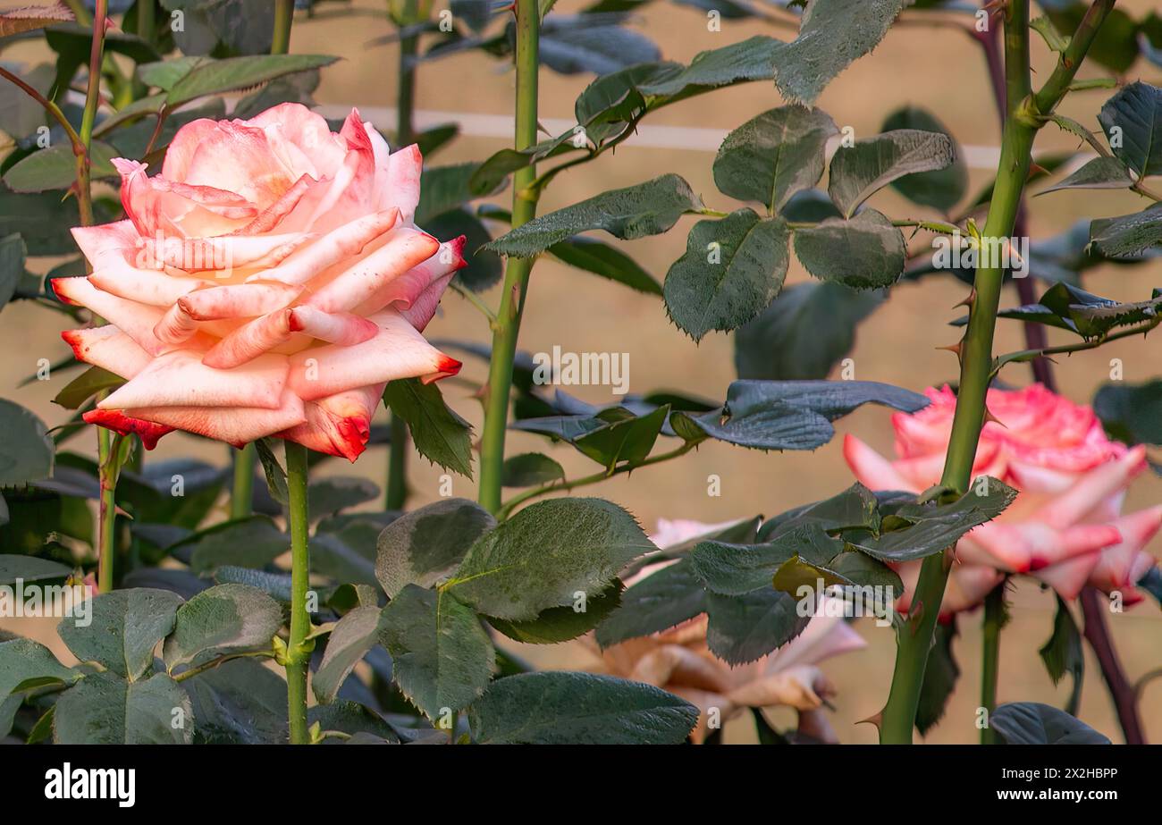 Delicate pink roses flourishing in a lush garden, their petals soft and ...