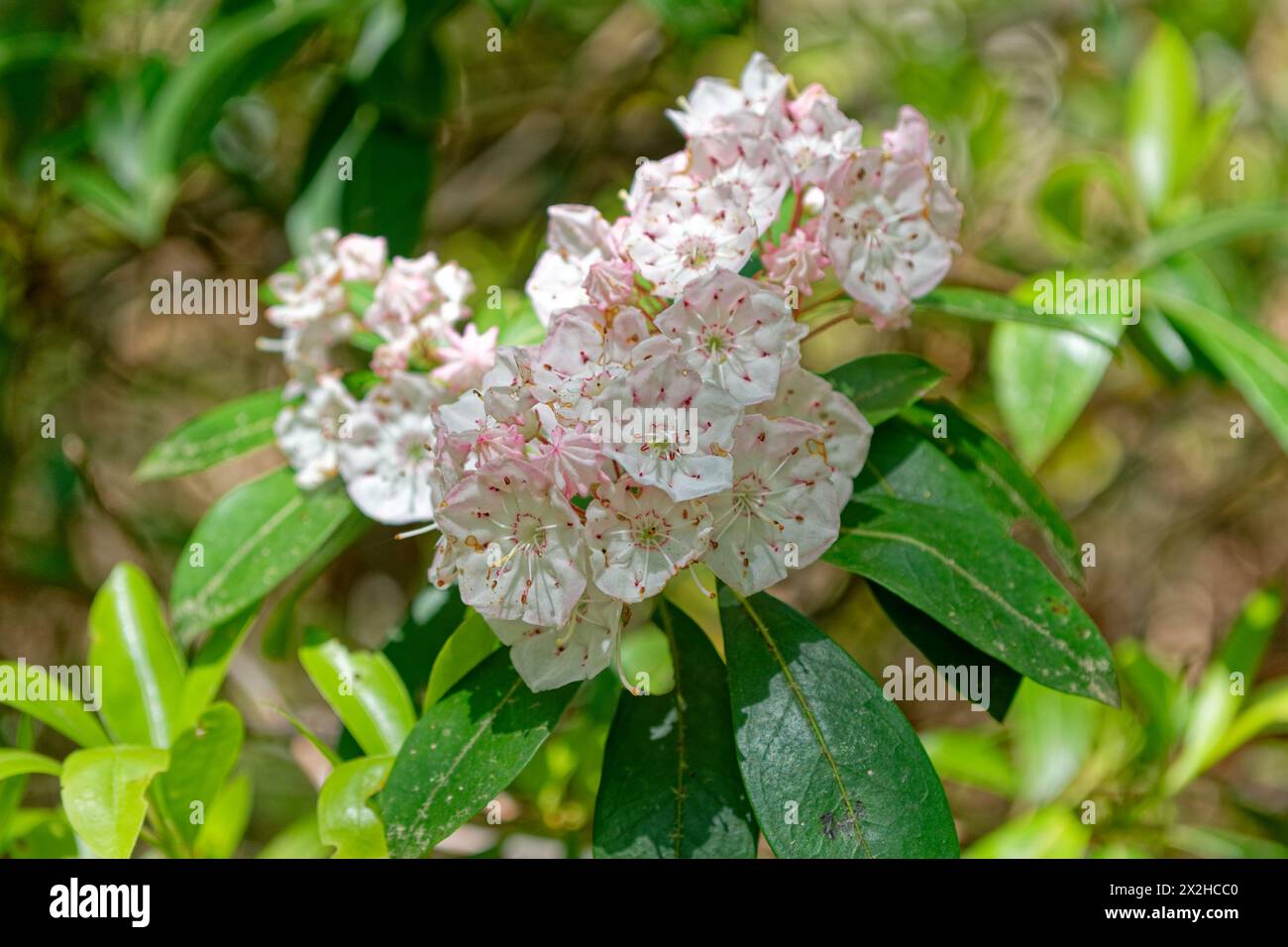 Mountain laurel flowers in bloom with more buds to open in a cluster ...