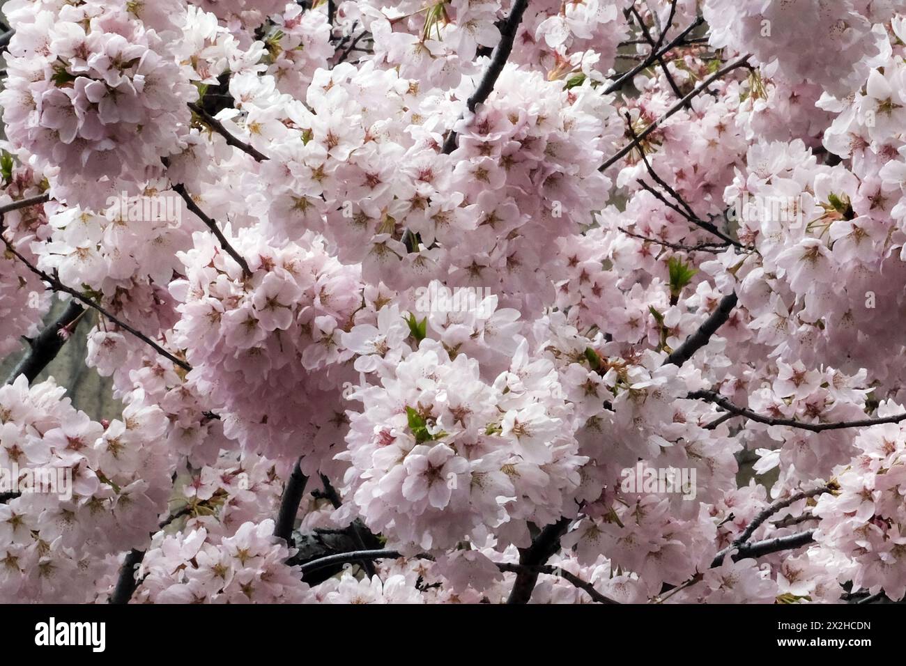 Toronto cherry blossoms hi-res stock photography and images - Alamy