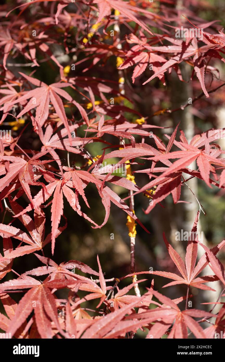 Acer palmatum 'Beni Otake' Japanese maple tree close up Stock Photo - Alamy
