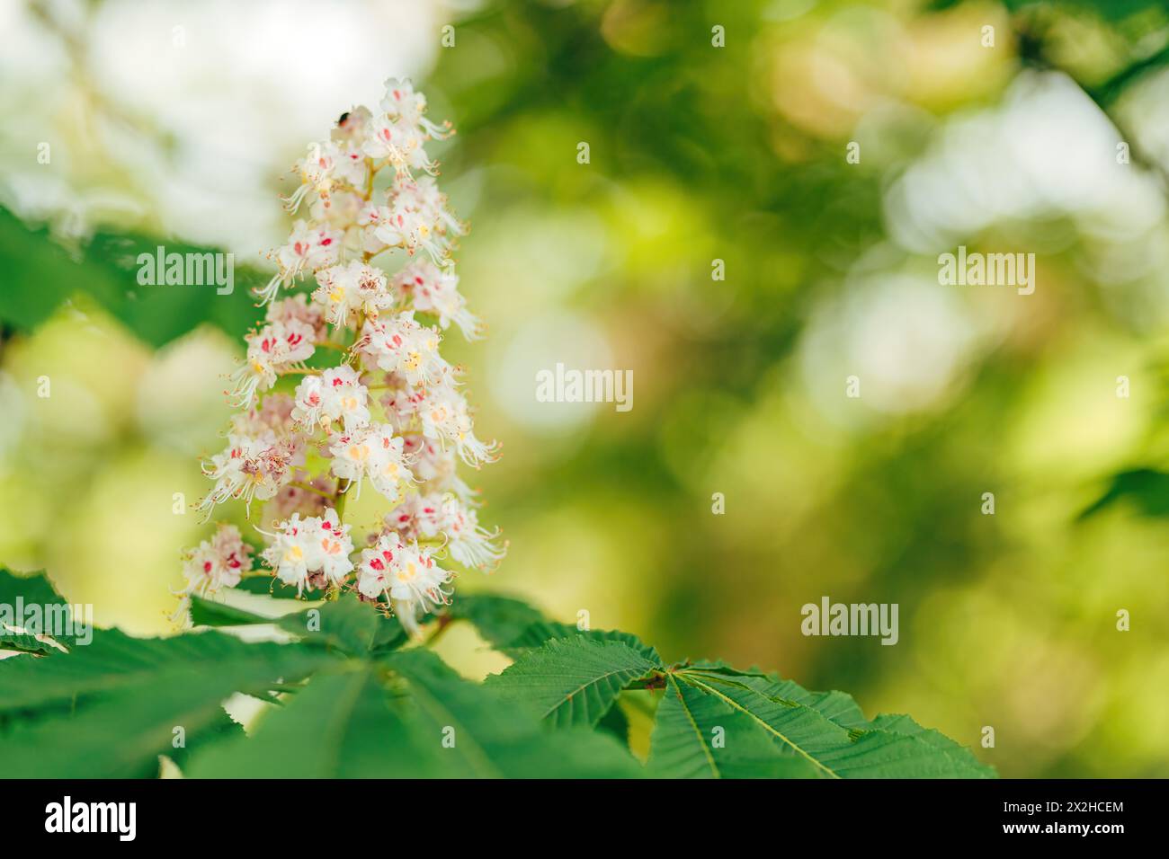 Spring bloom horse hi-res stock photography and images - Alamy