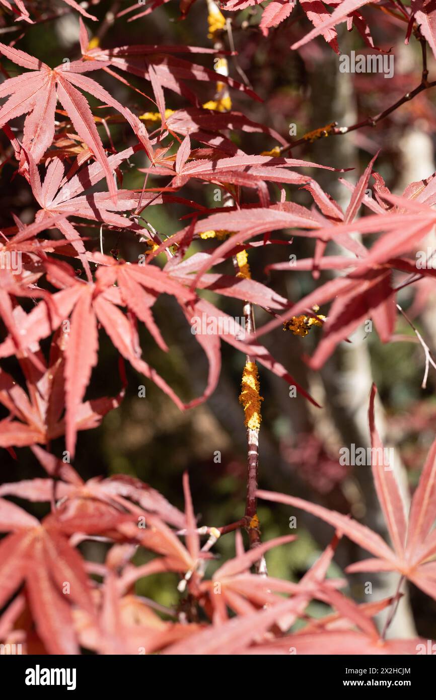 Acer palmatum 'Beni Otake' Japanese maple tree close up Stock Photo - Alamy