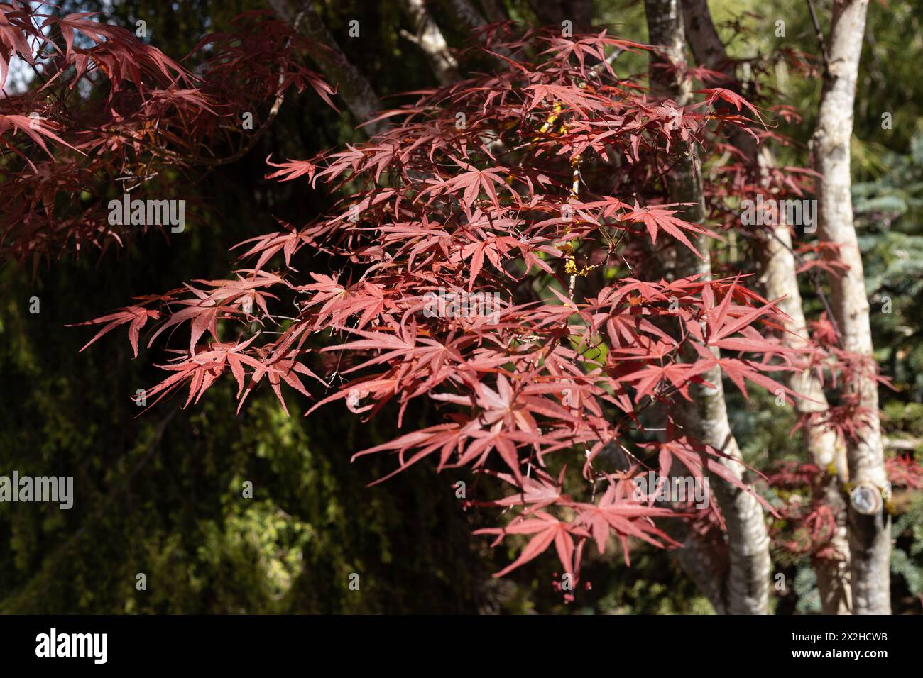 Acer palmatum 'Beni Otake' Japanese maple tree close up Stock Photo - Alamy