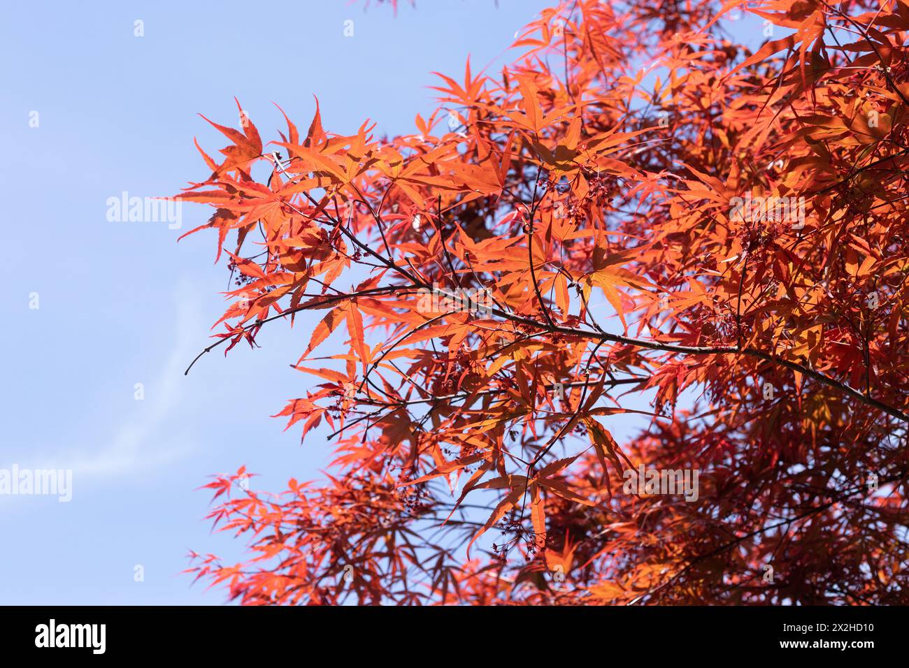 Acer palmatum 'Beni Otake' Japanese maple tree close up Stock Photo - Alamy