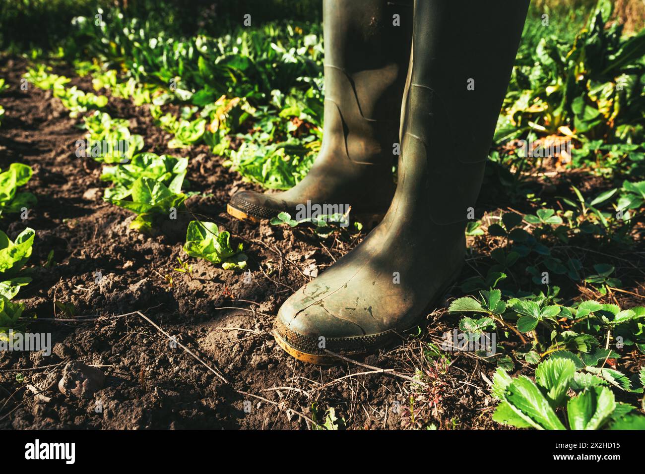 Green rubber gardening boots in organic vegetable garden, farm worker ...