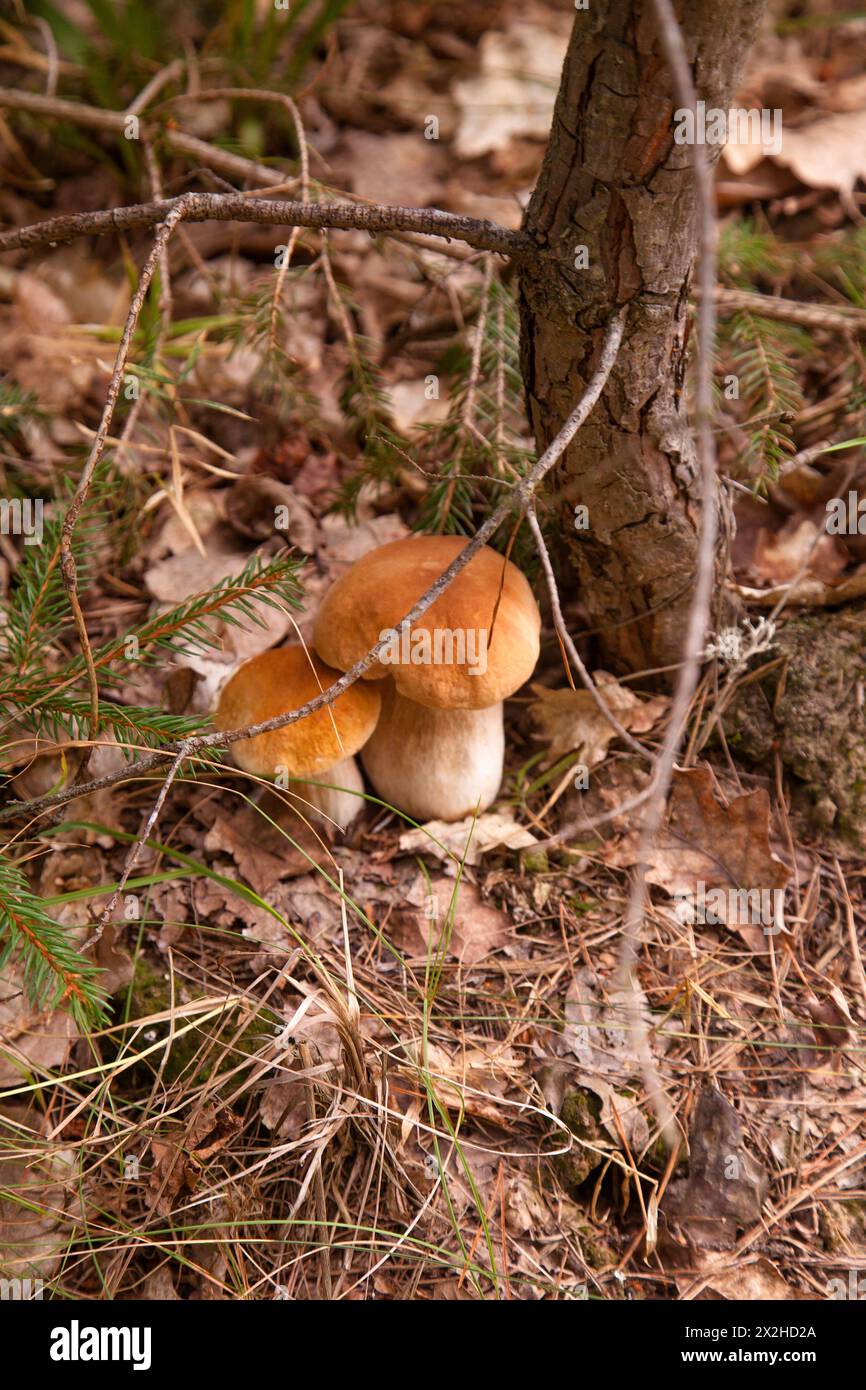 Two boletus mushroom in the wild. Porcini mushrooms (cep, porcino or ...