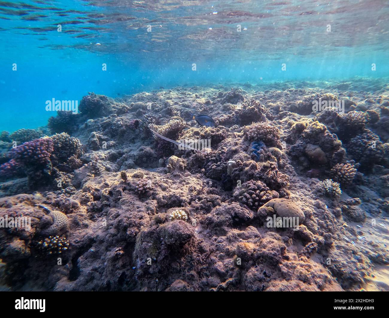 Bluespotted cornet fish hi-res stock photography and images - Alamy