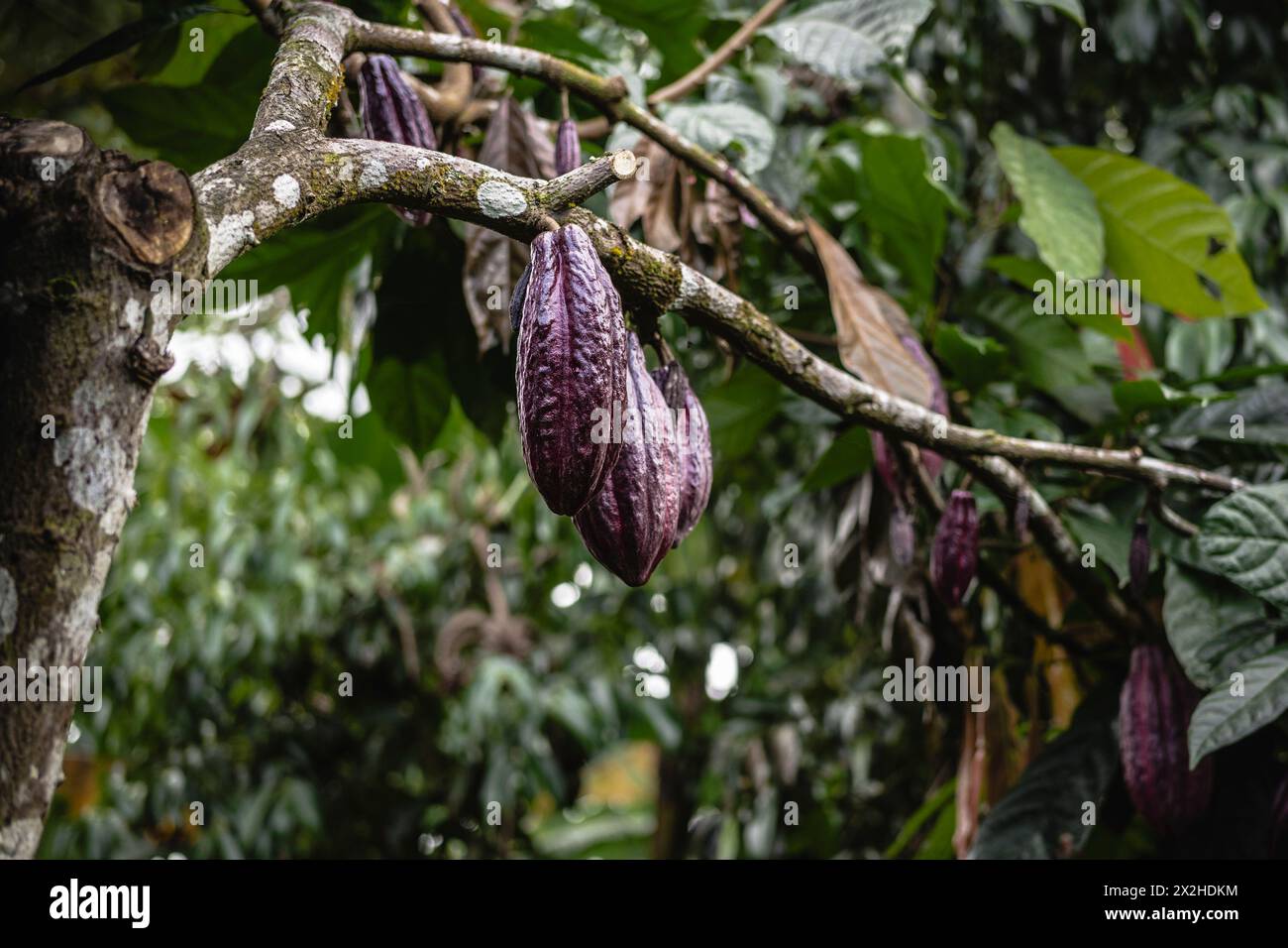 Fruit of the cacao tree in Costa Rica Stock Photo - Alamy